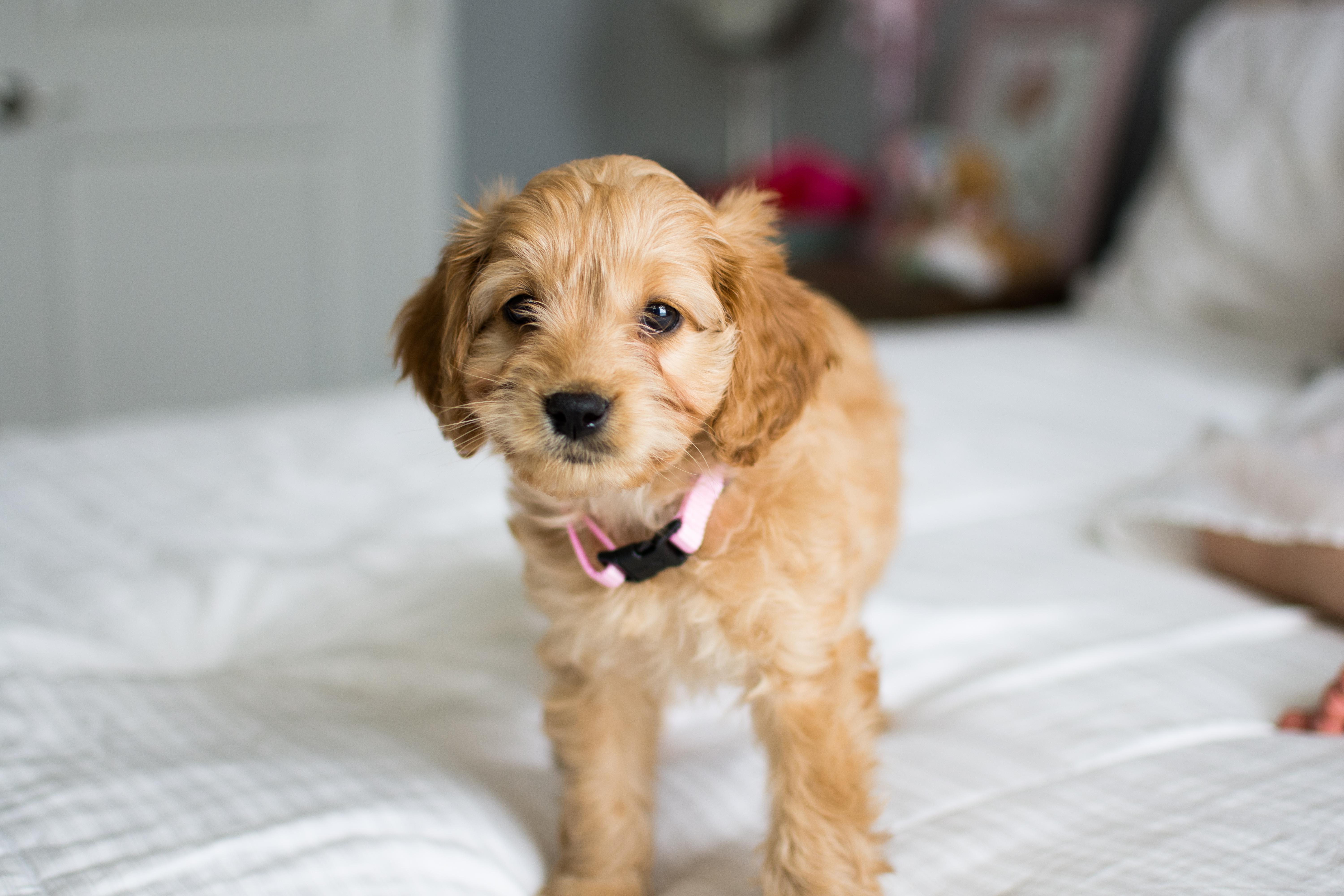 Meet Lady, our newest family member! | Scrolller