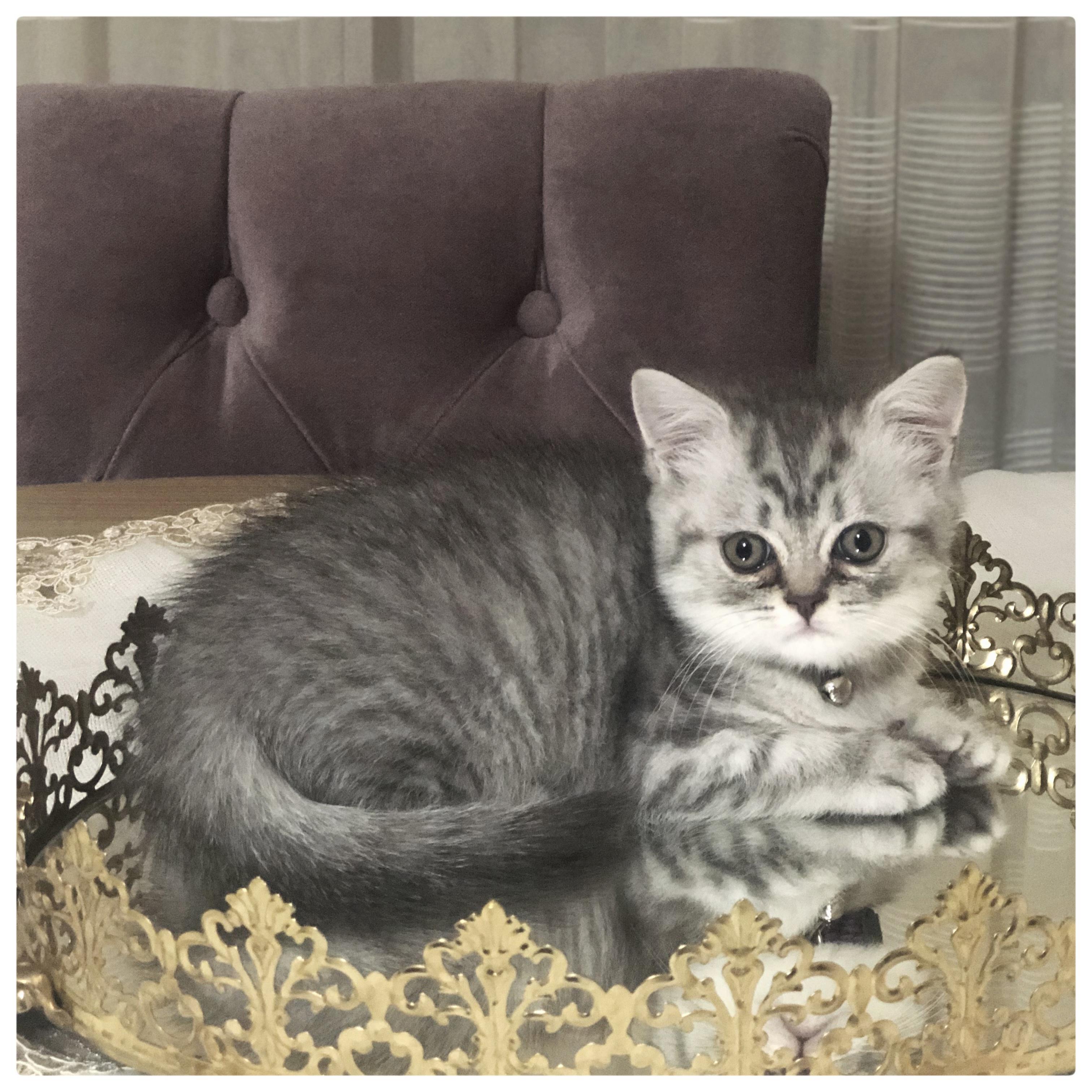 Meet Leo :) | Scrolller