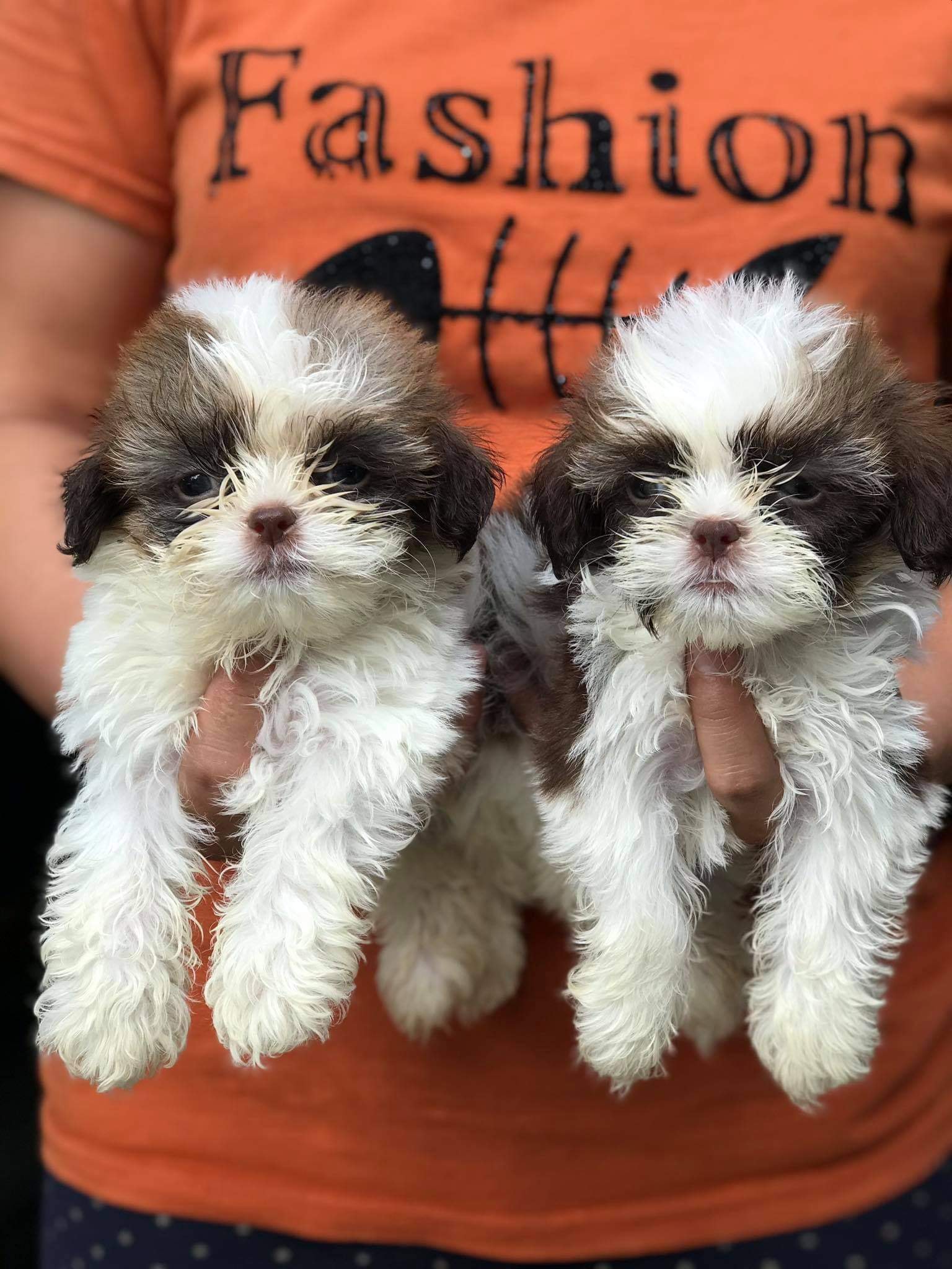 Meet Lilo & Stitch! | Scrolller