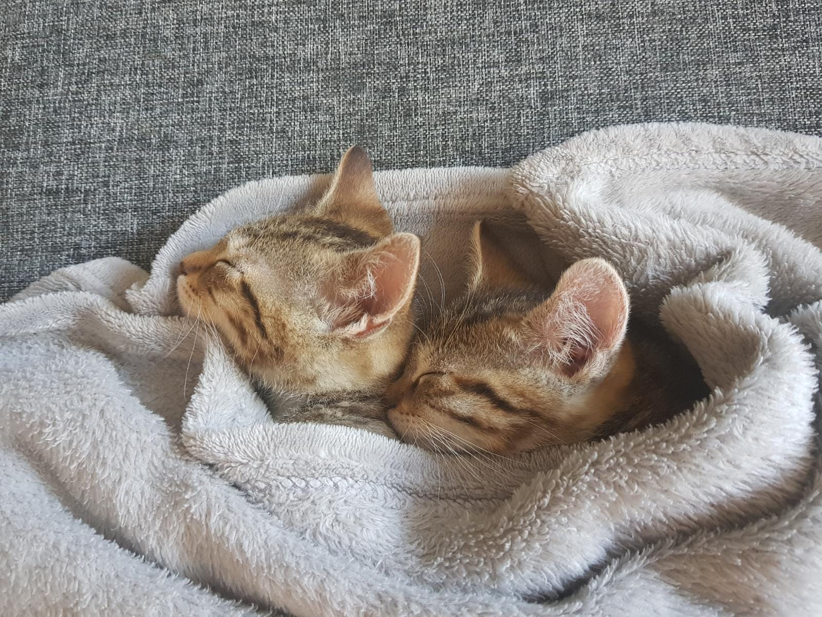 Meet Luke & Leia | Scrolller