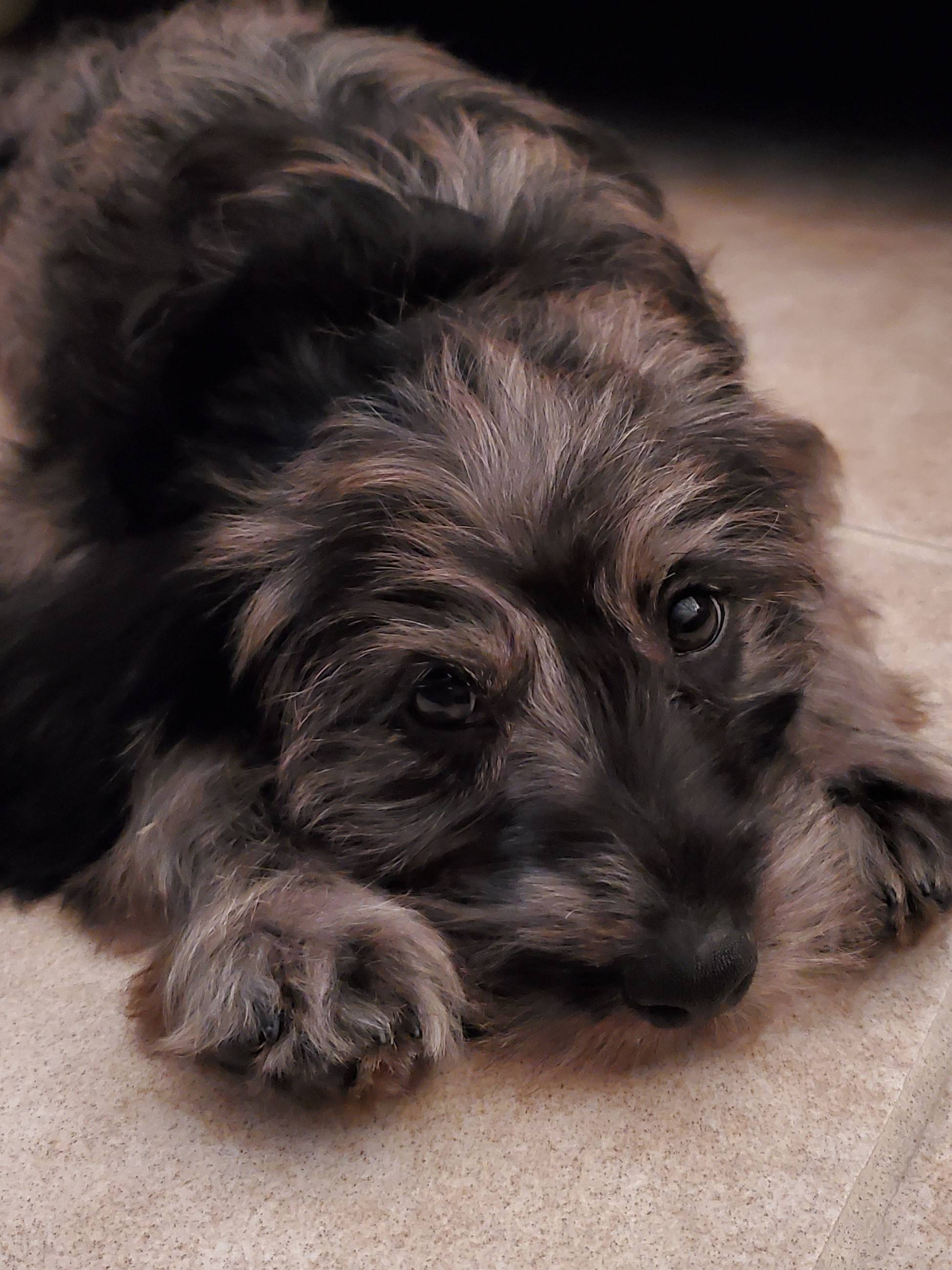 Meet Luna! | Scrolller