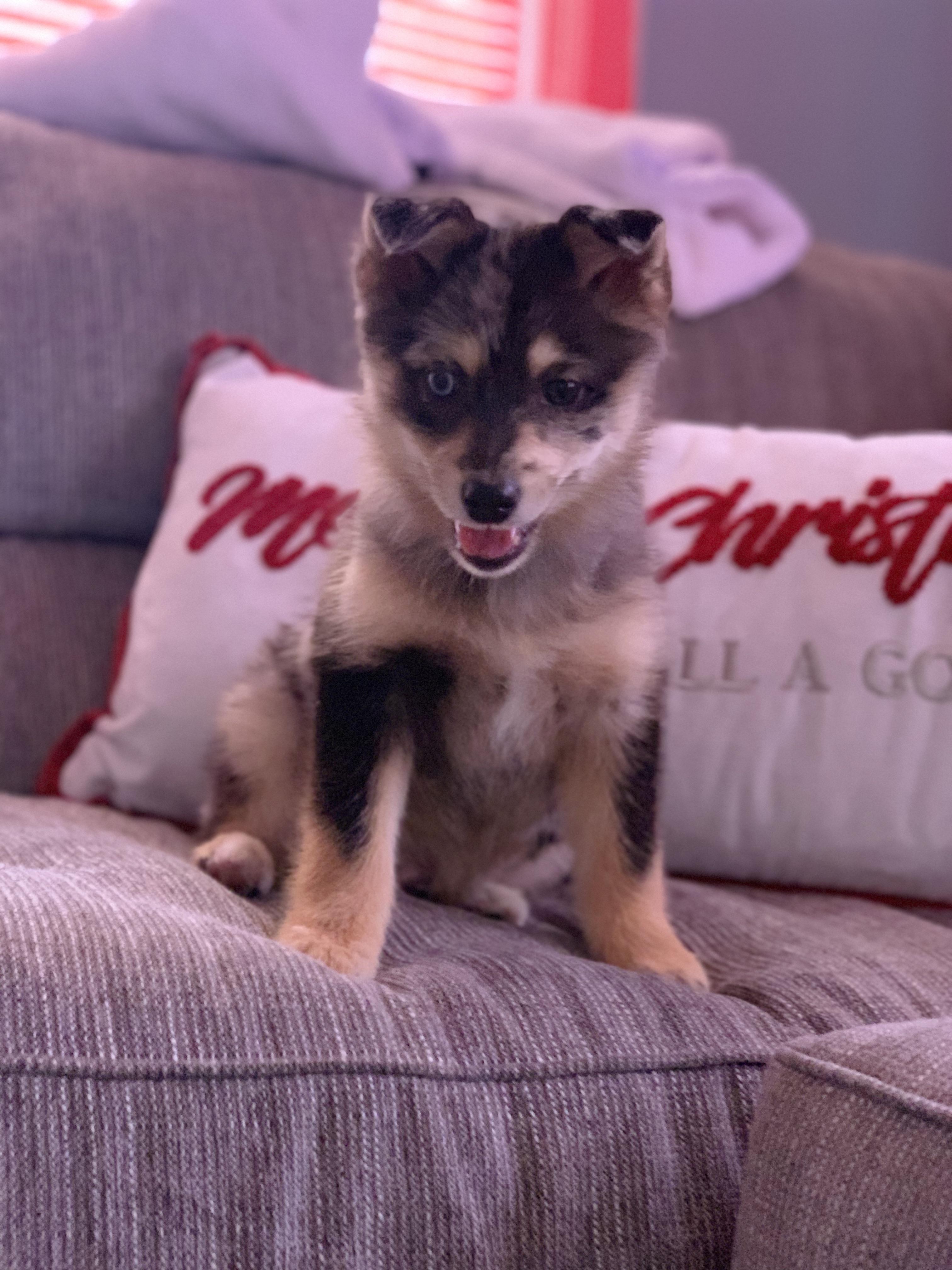 Meet Lyndon, My 13 weeks old Pomsky. | Scrolller