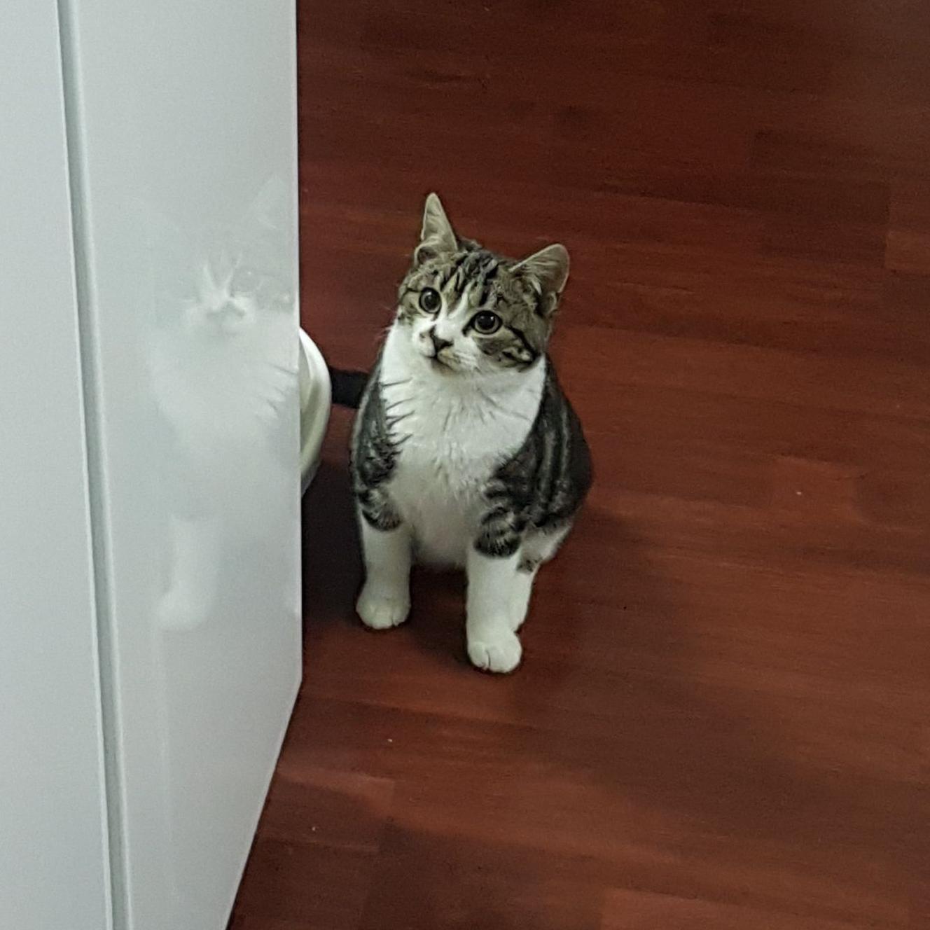 Meet Marbles, my little chonky foster kitten | Scrolller