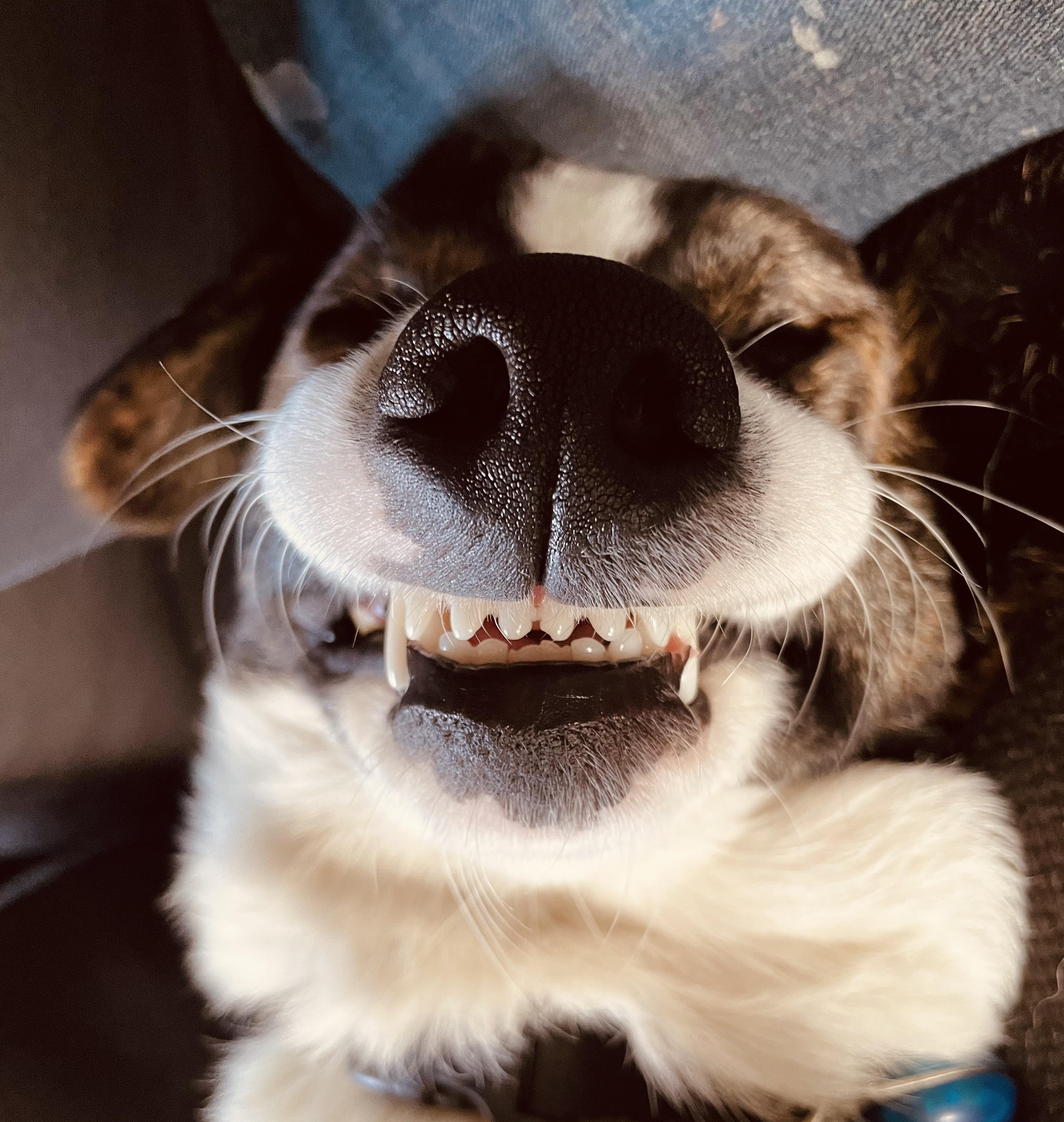 Meet Maru the cardigan and his silly sleep-faces. | Scrolller