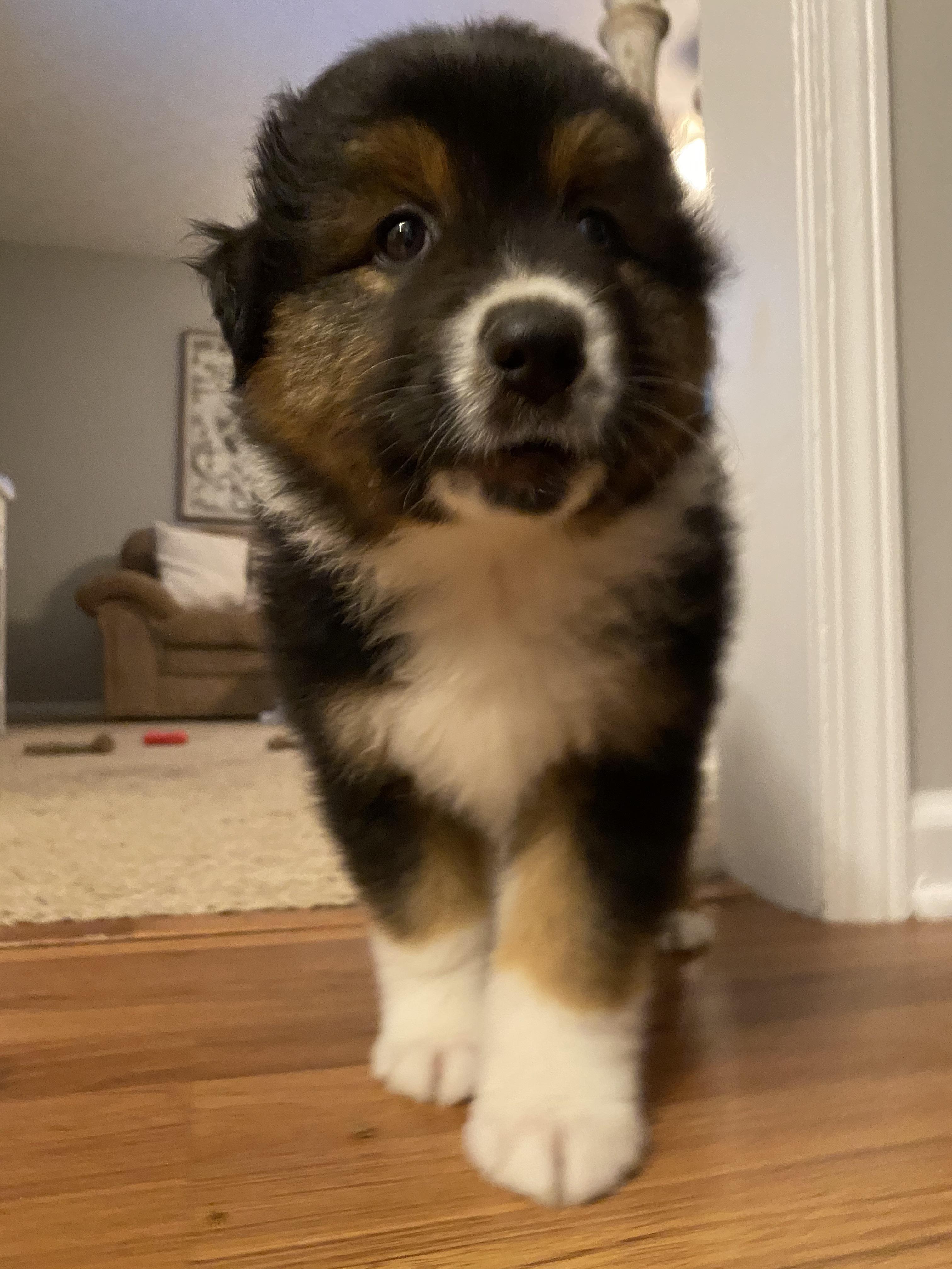 Meet Max! 8 weeks old Australian Shepherd. | Scrolller