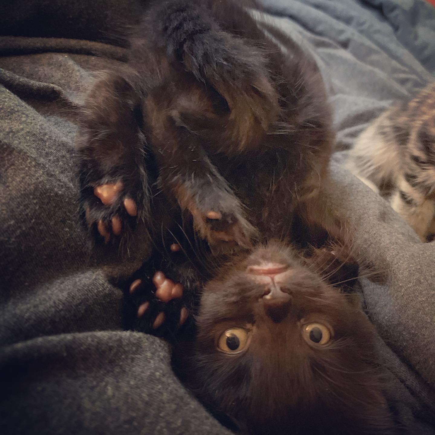 Meet McGuinness! | Scrolller