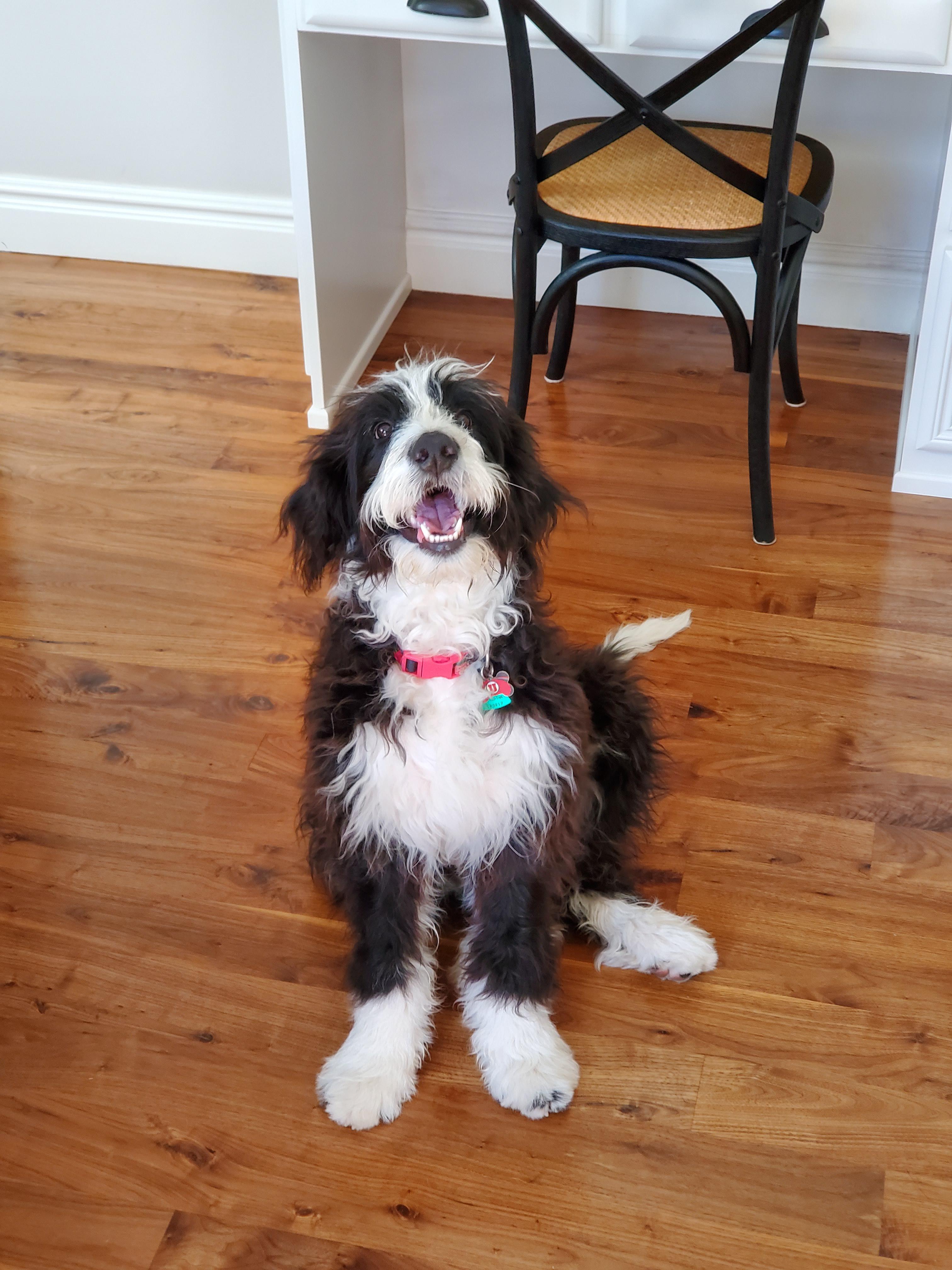 Meet Millie who is now 8 months. | Scrolller