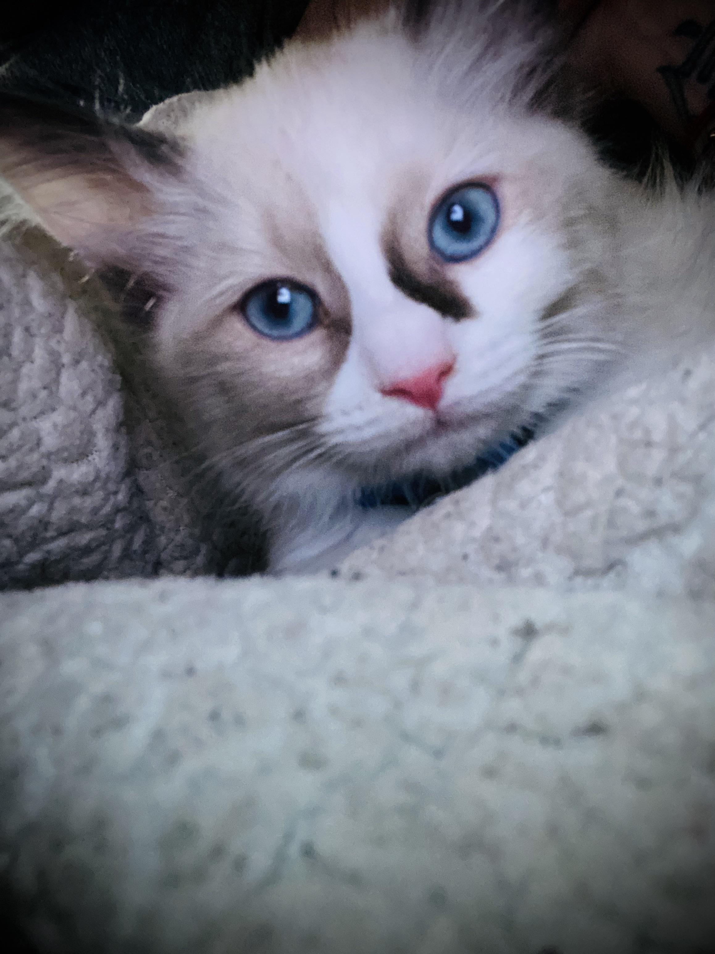 Meet Miss Mia Anne Chovy! My first adopted kitten. | Scrolller
