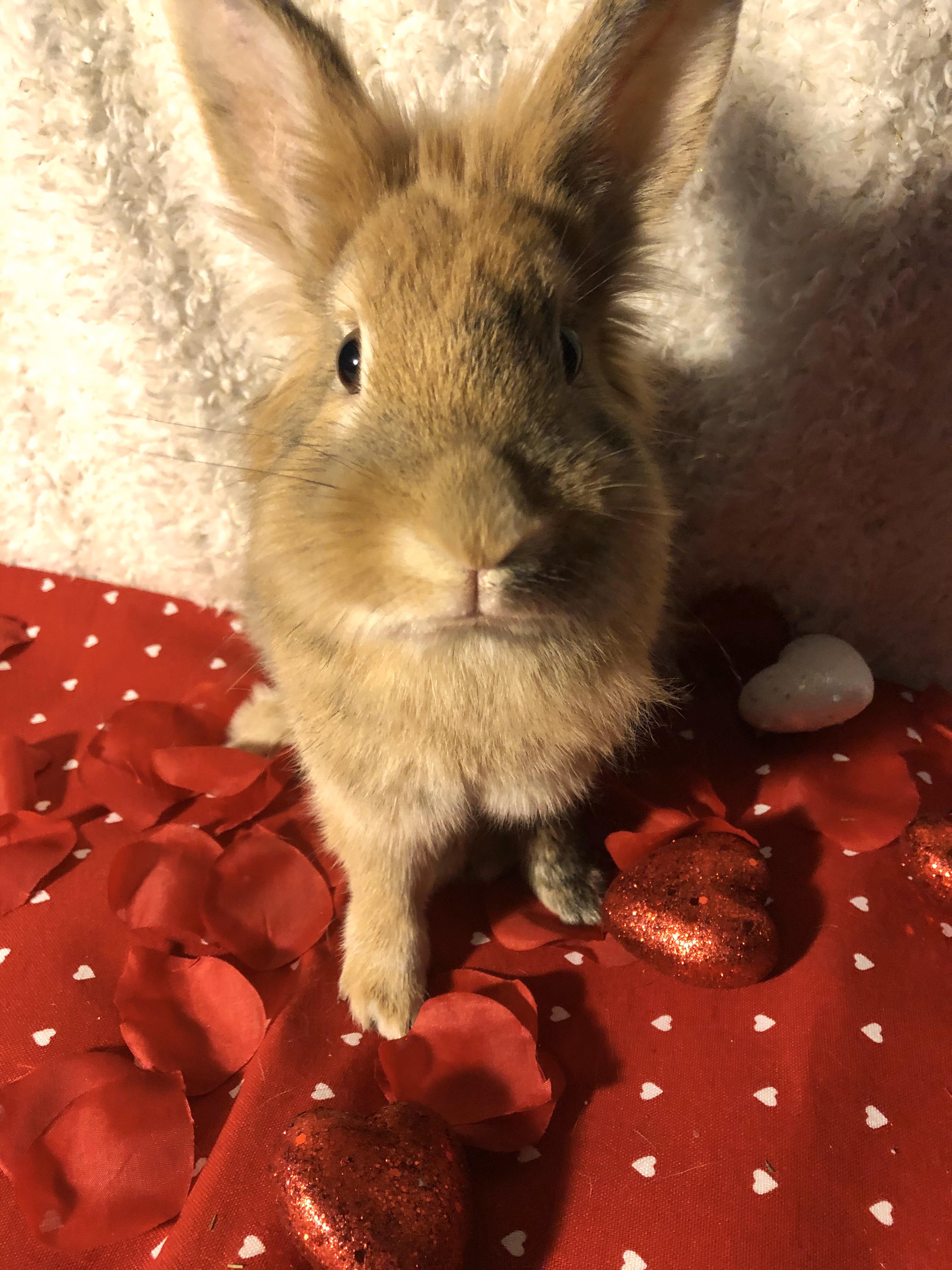 Meet Mufasa! | Scrolller