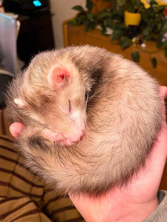 Meet my baby boy, Oliver. | Scrolller