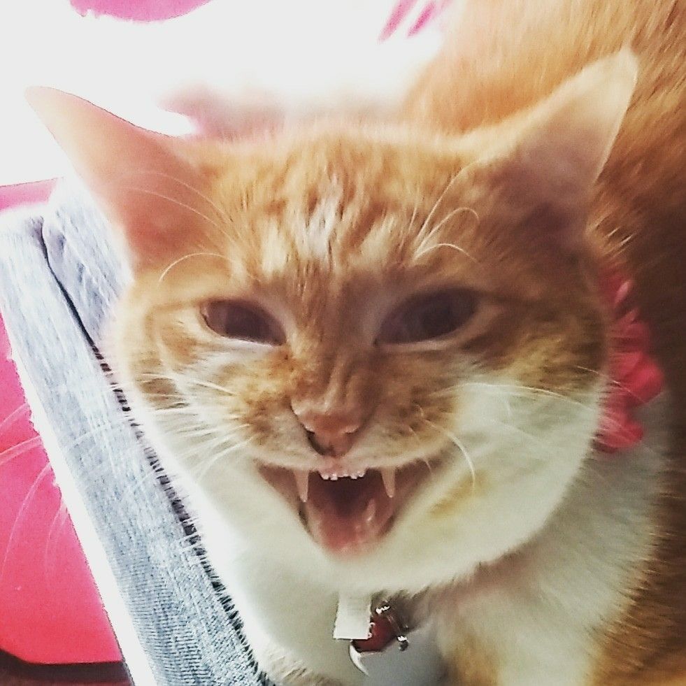 Meet my cat, Sweettart. | Scrolller