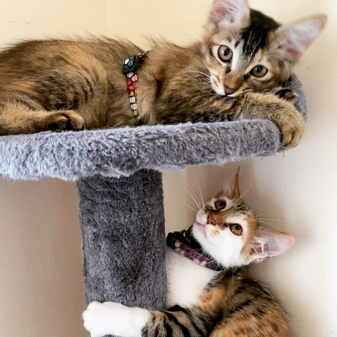 Meet my cats, coco and mimi! | Scrolller