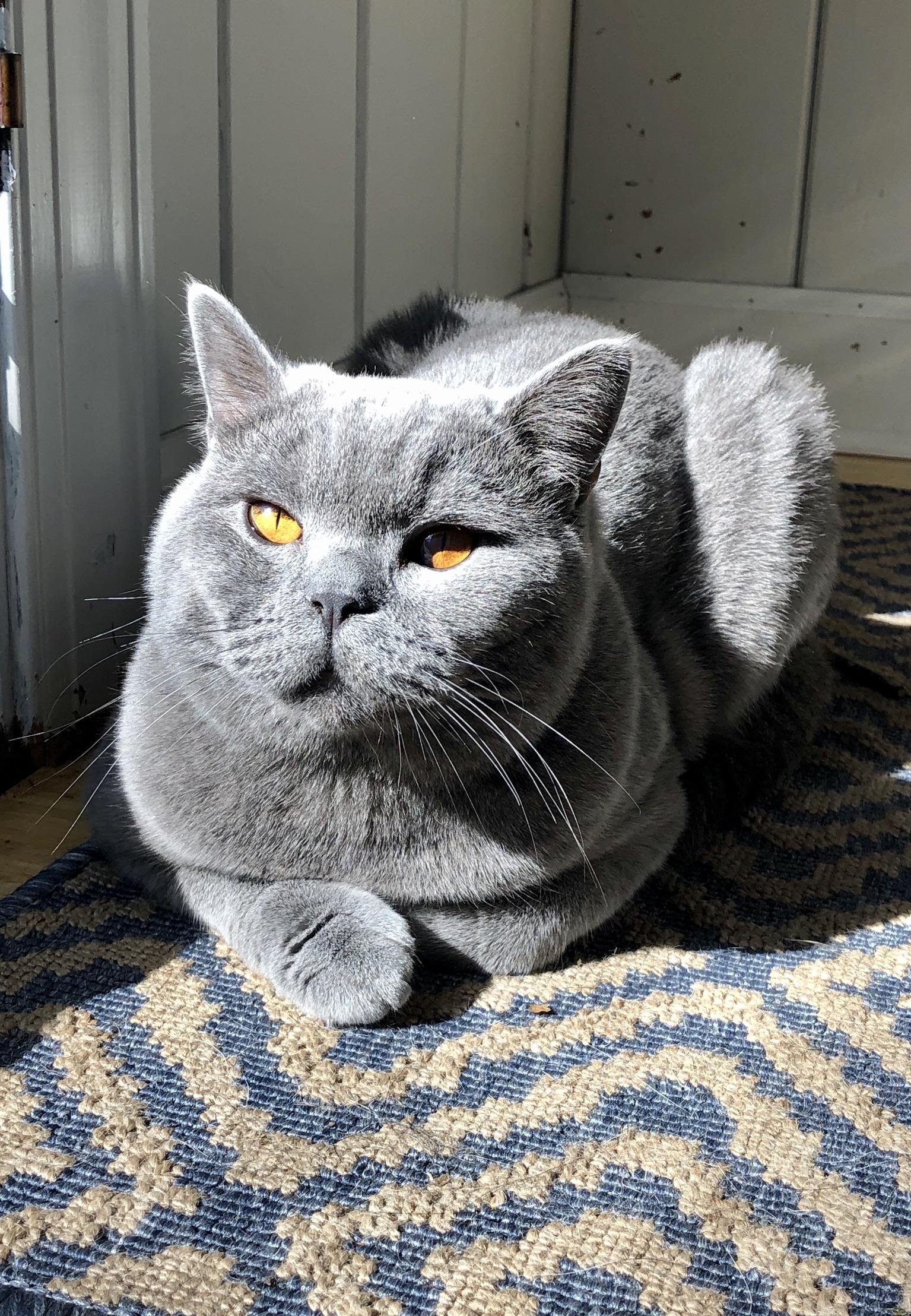 Meet my handsome boy, Porkchop! | Scrolller