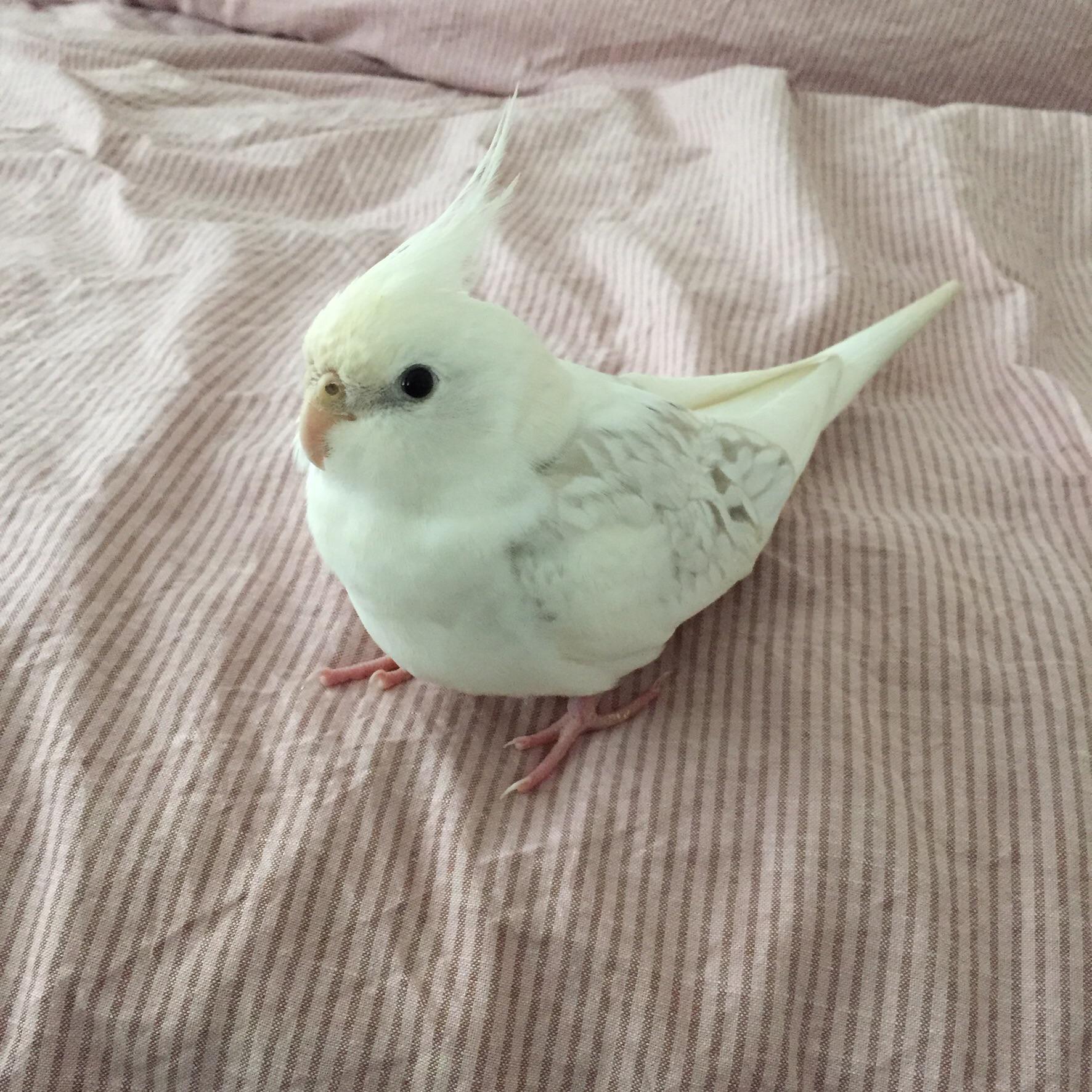 Meet my little fluffy nugget, Cian. | Scrolller