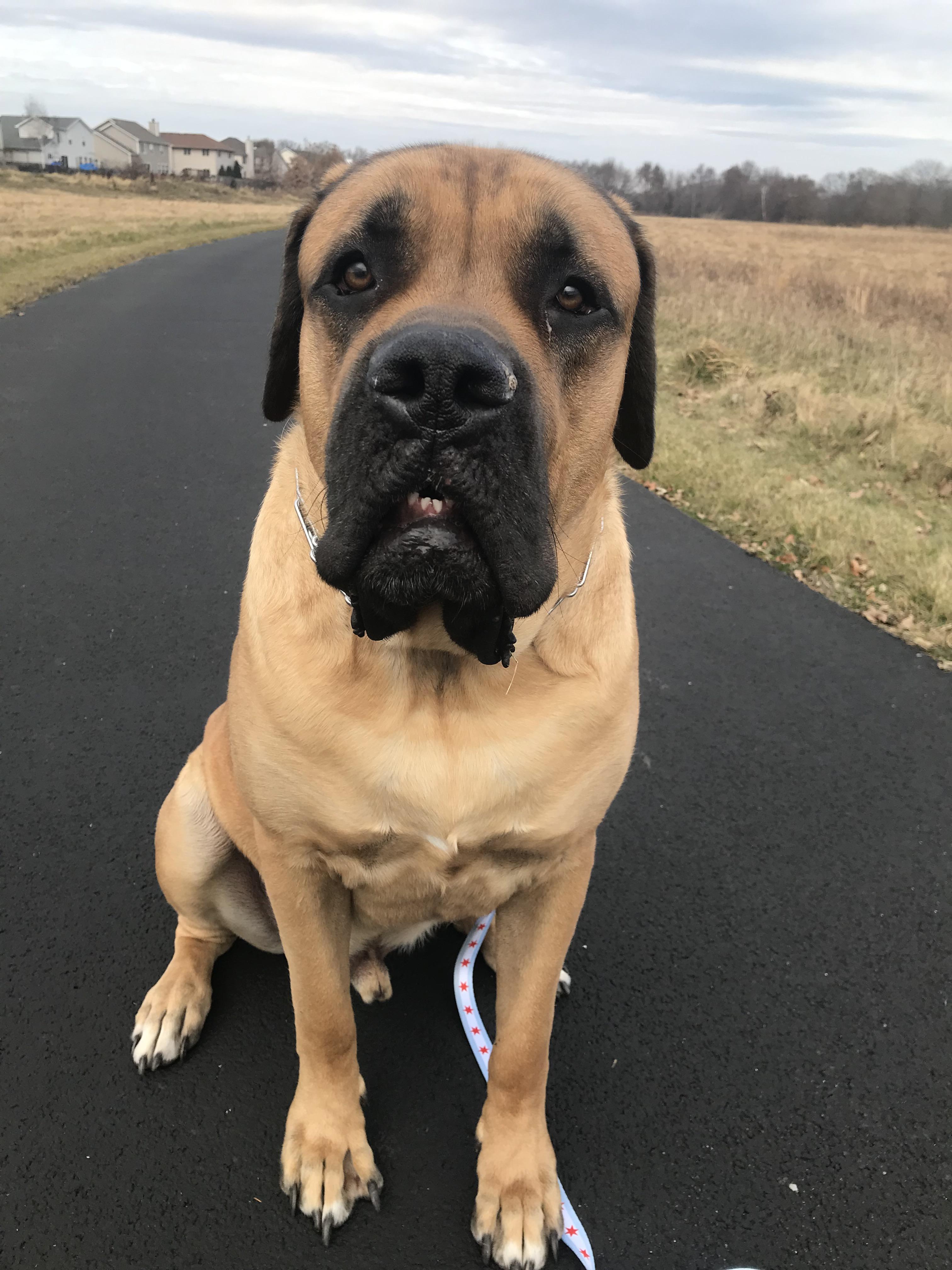 Meet my massive mastiff puppy Chester 🐶 | Scrolller