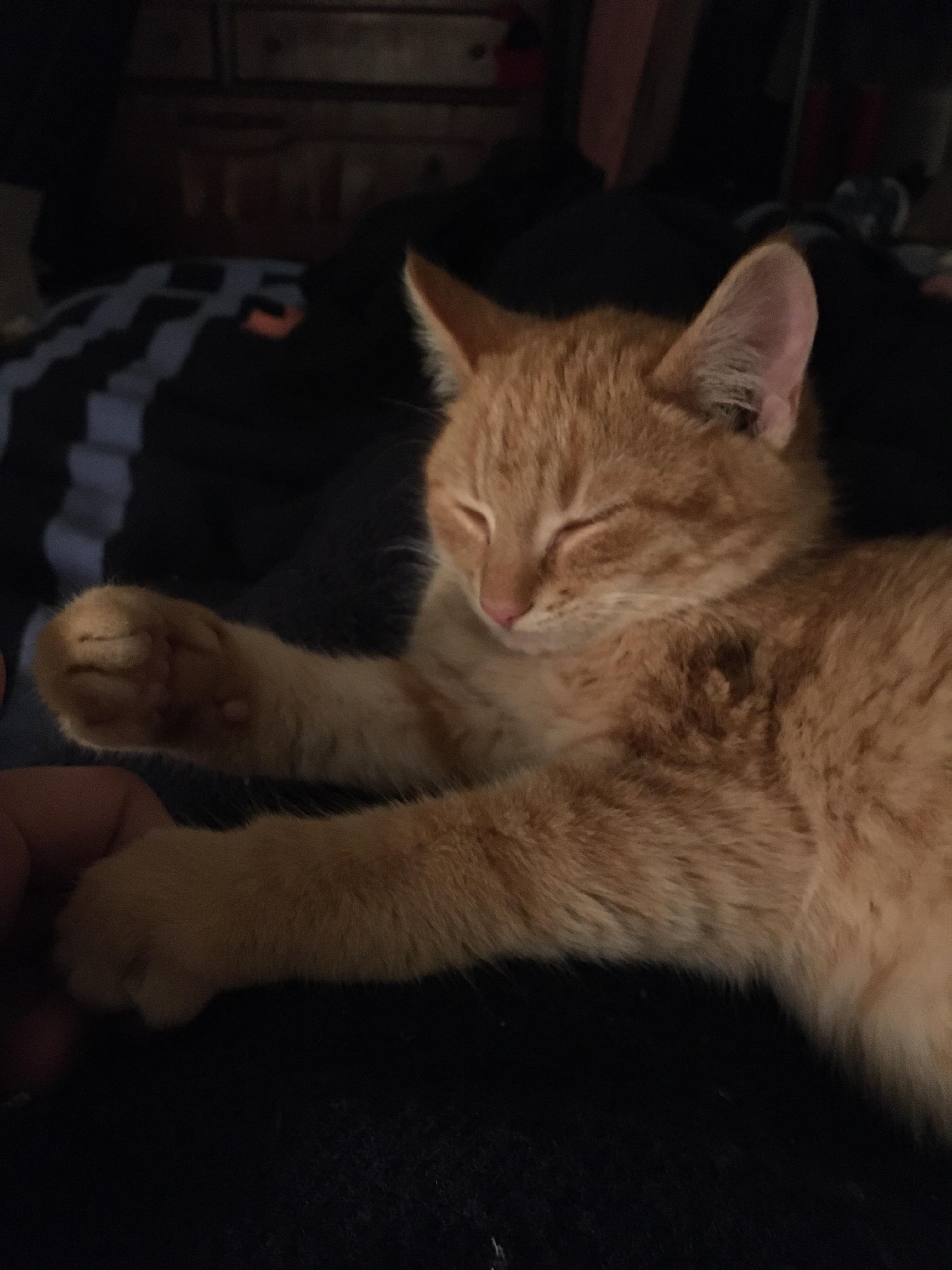 Meet my new buddy :) | Scrolller