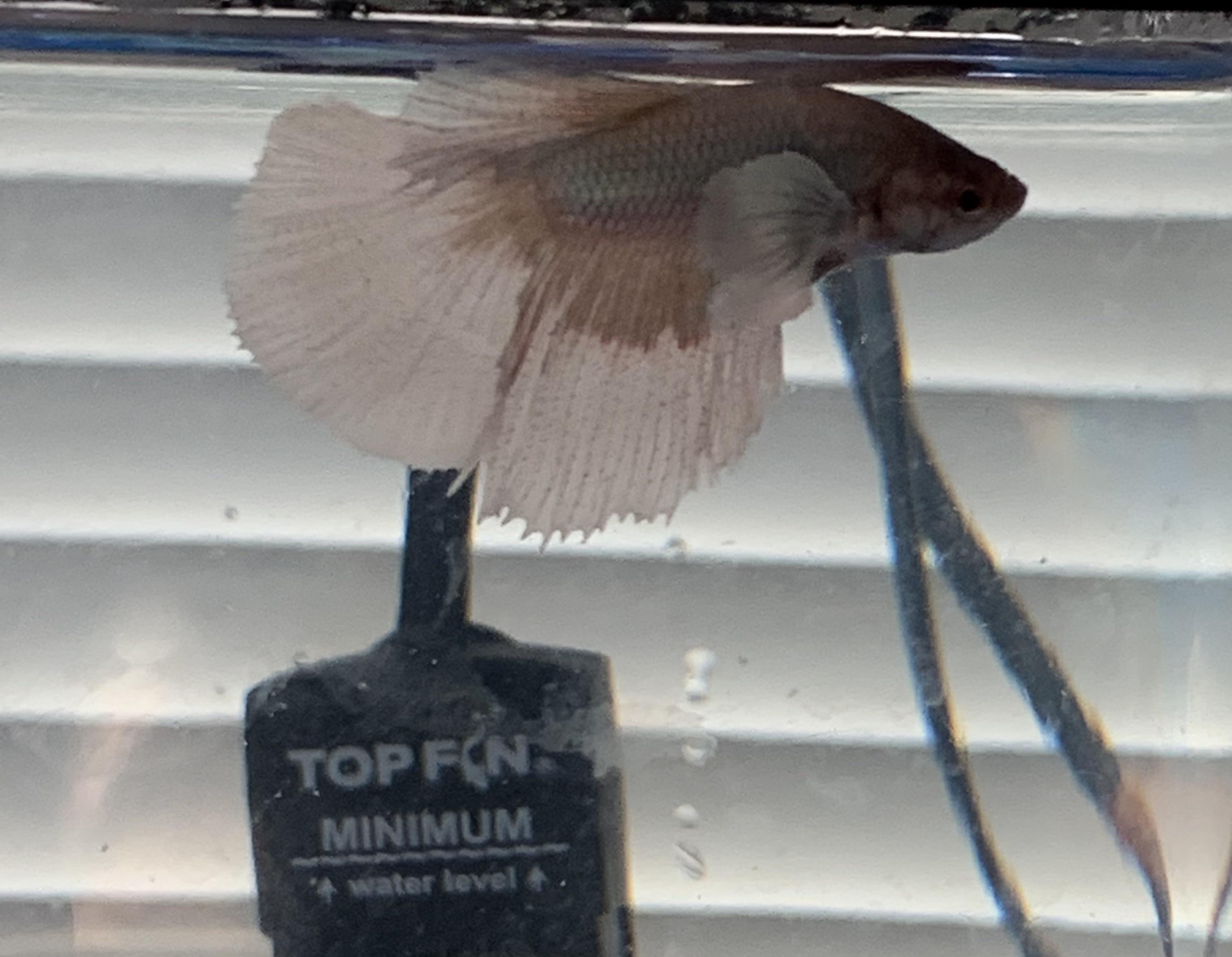 Meet my new Dumbo Halfmoon betta! | Scrolller