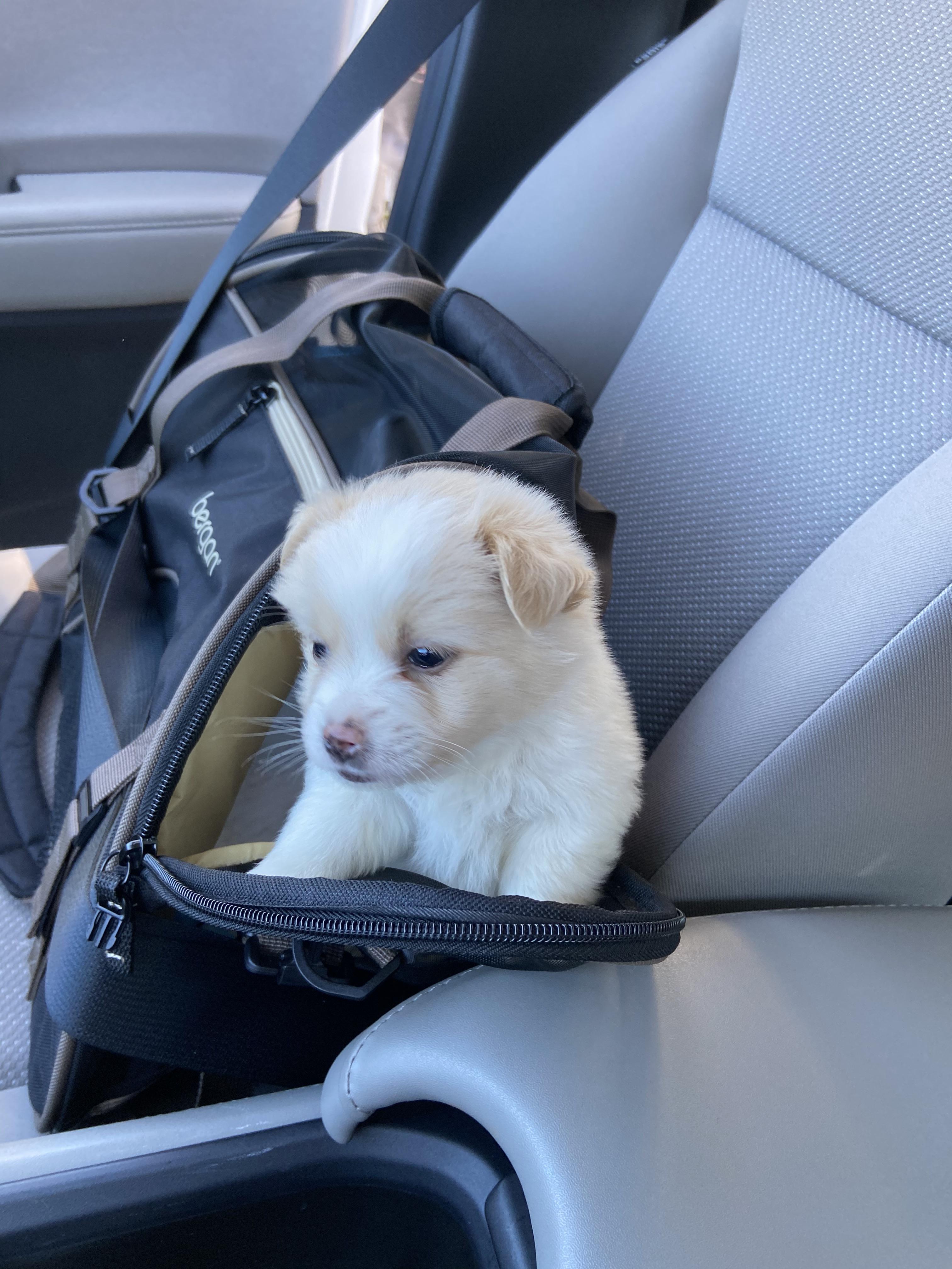 Meet my new son, Tofu. | Scrolller
