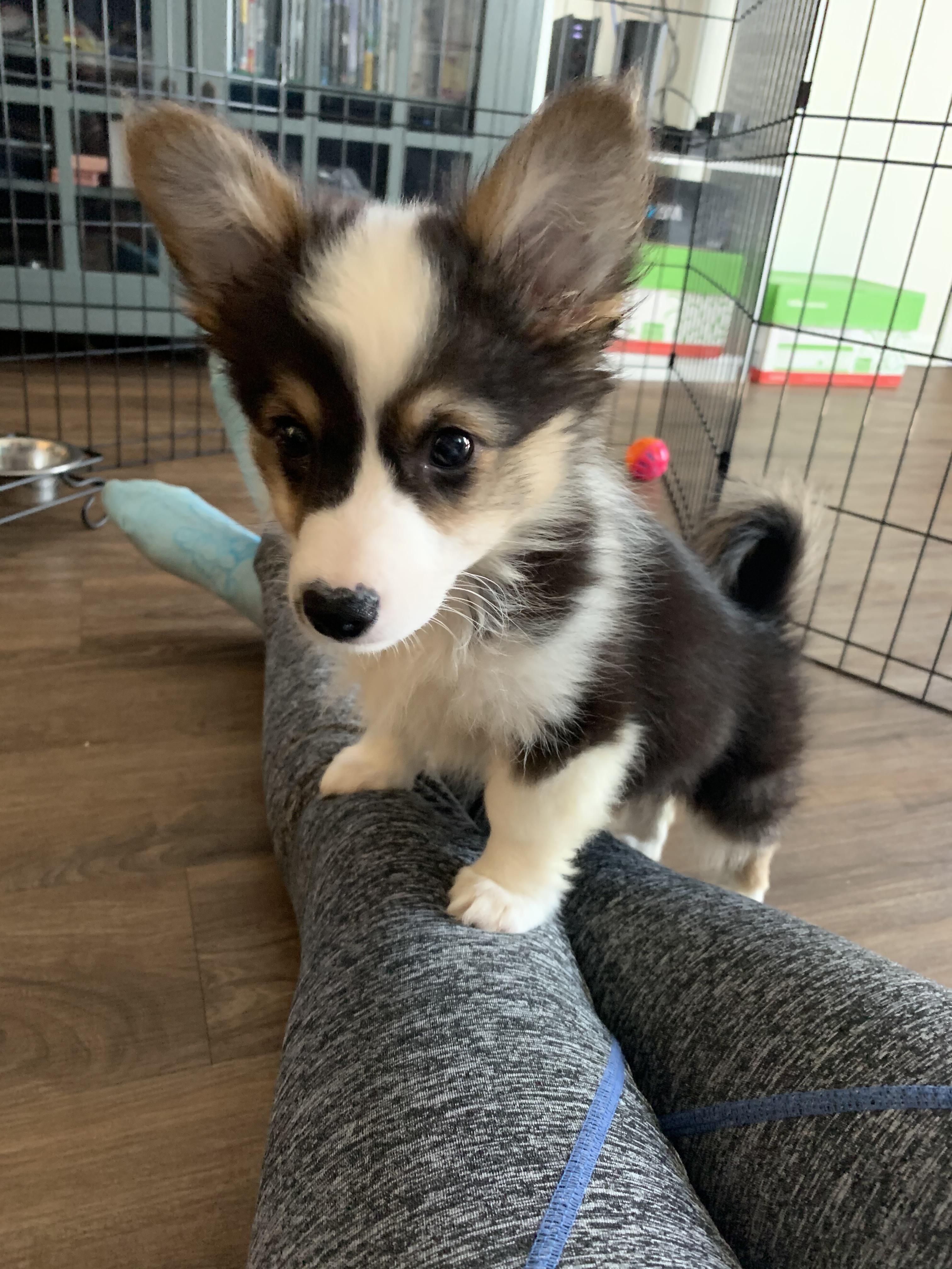 Meet my pupper, Zoey ️ | Scrolller