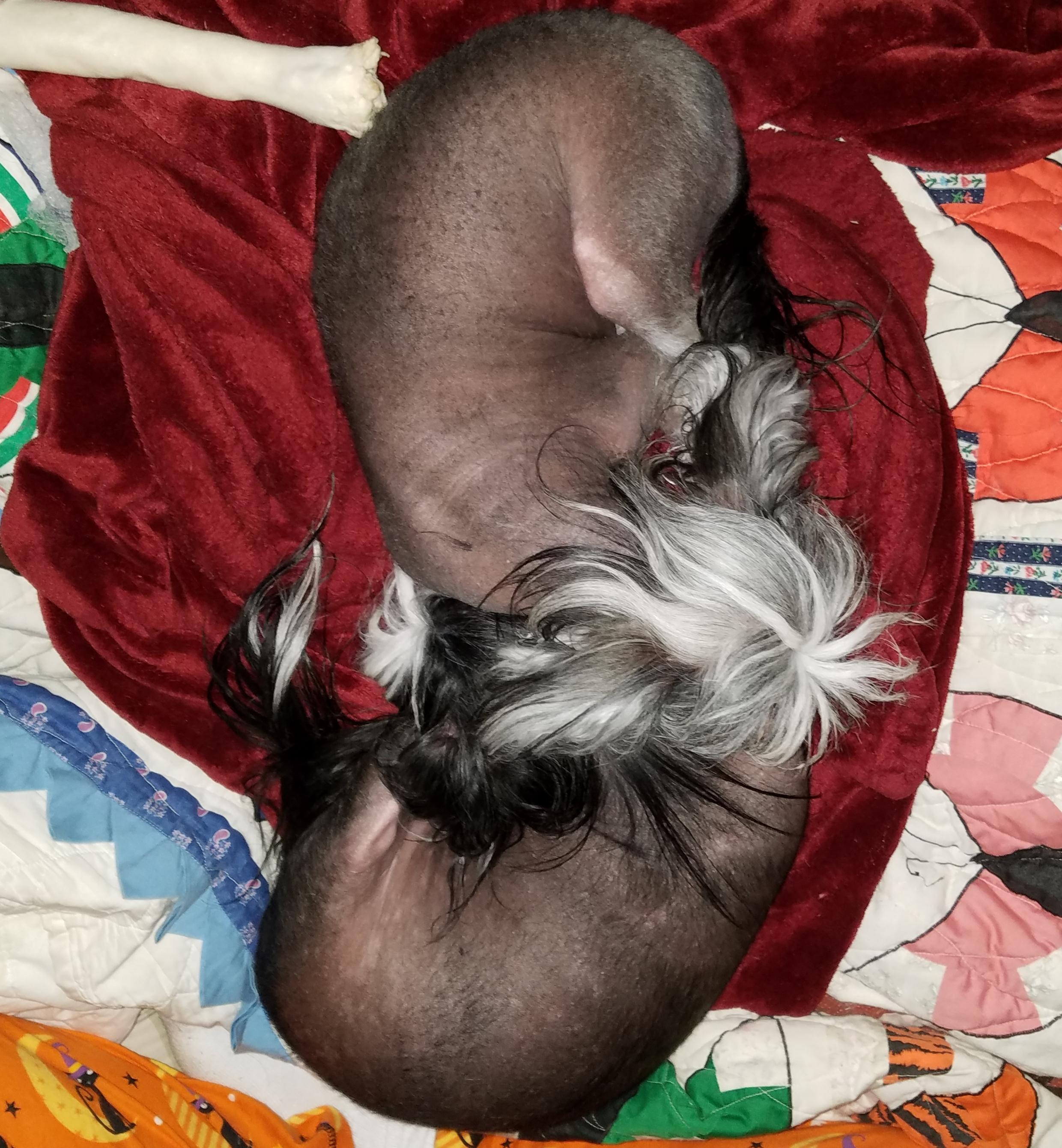 Meet my sons, Bruders, Buddy and Cosmo | Scrolller