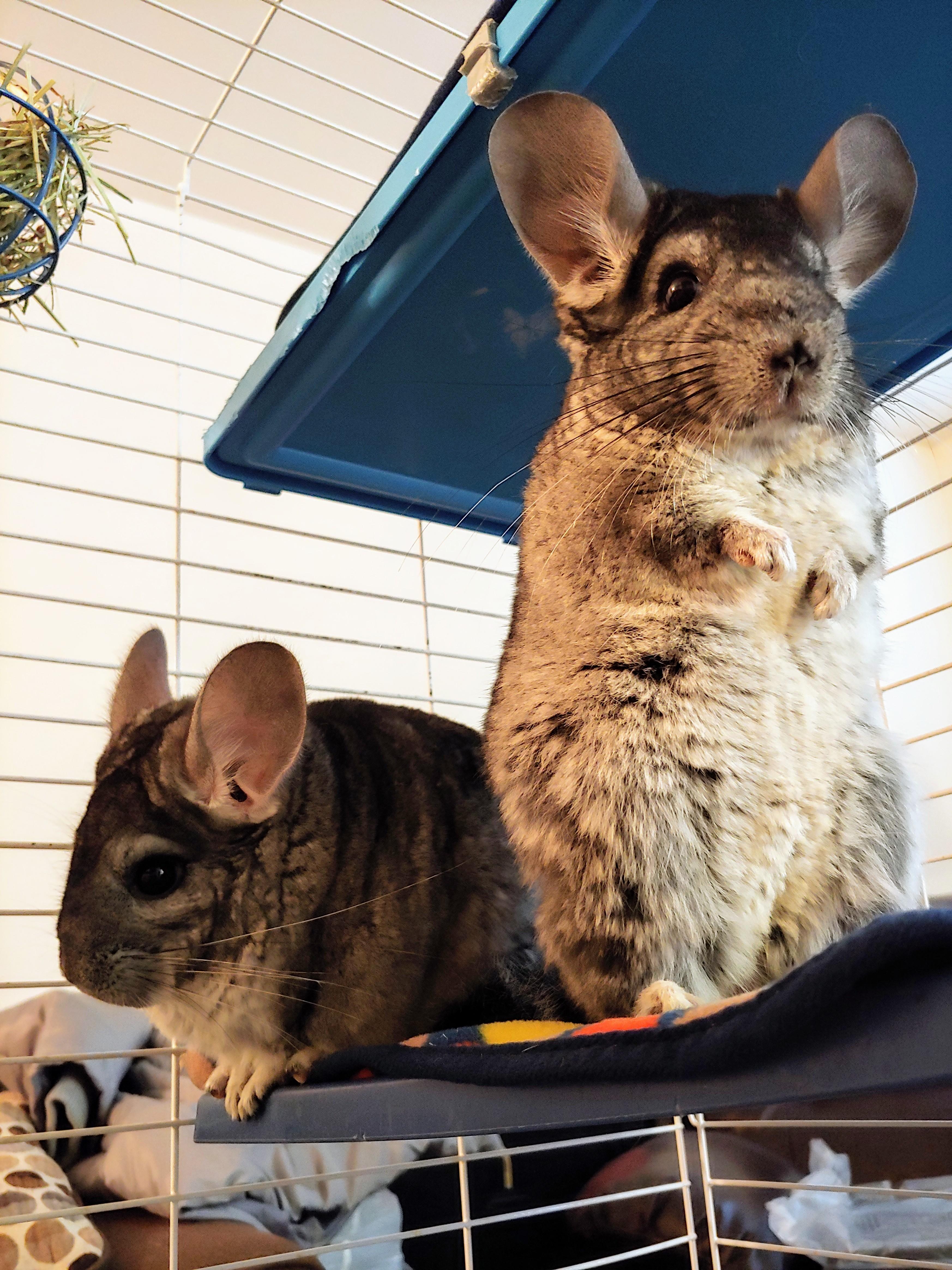 Meet my sweet rescue girls, Maple and Marble! | Scrolller