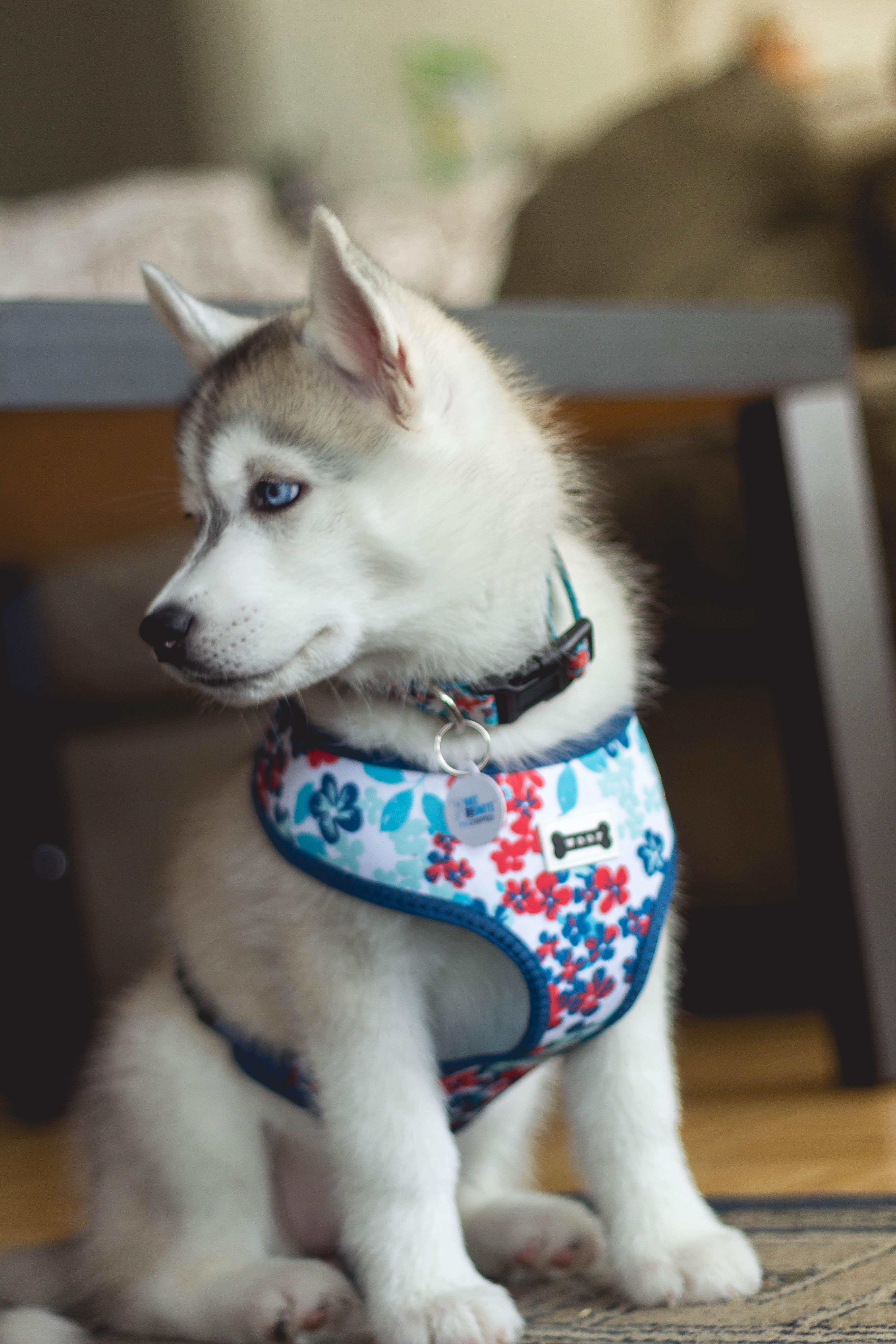 Meet Nala | Scrolller