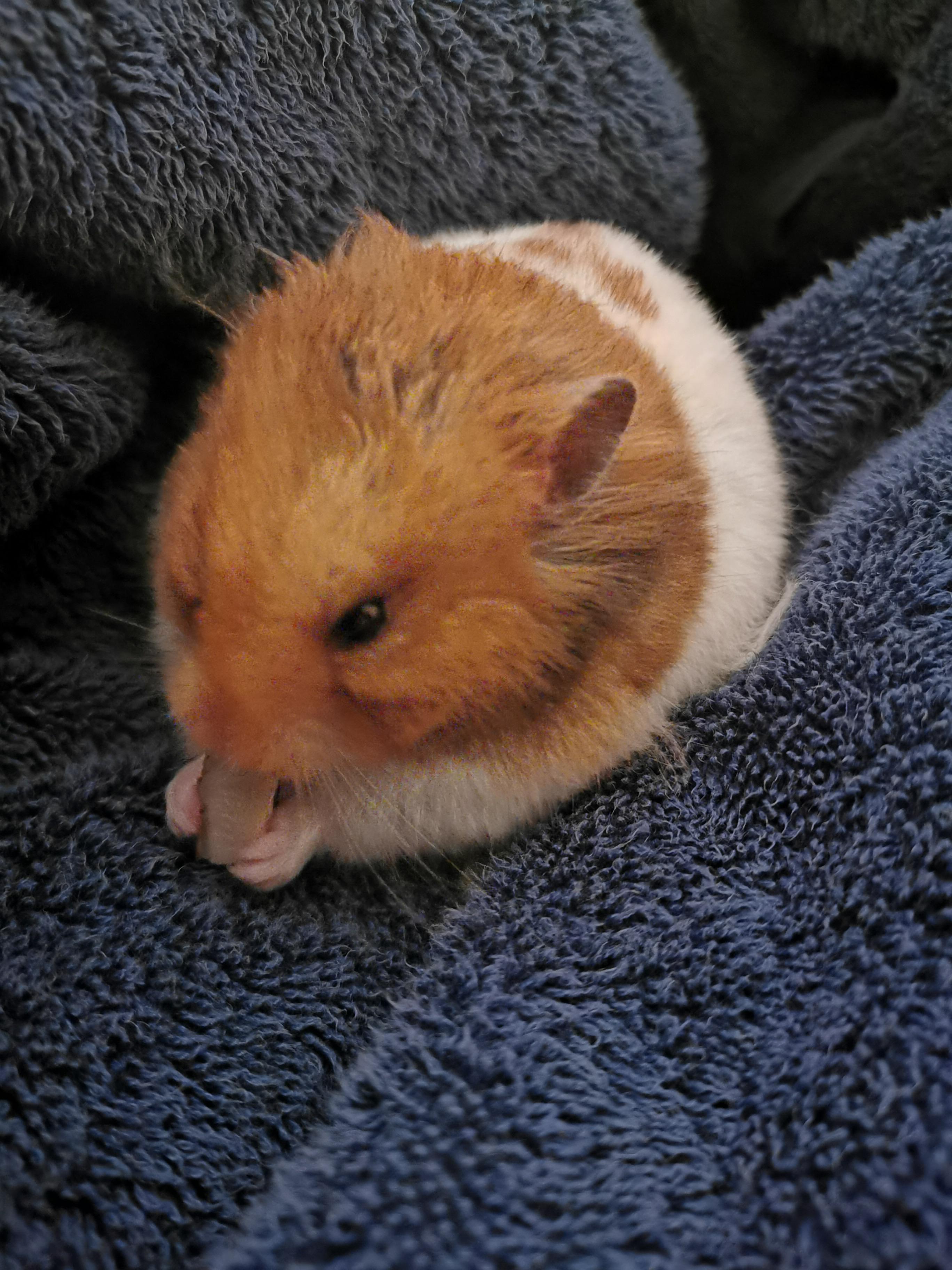 Meet Nugget! | Scrolller