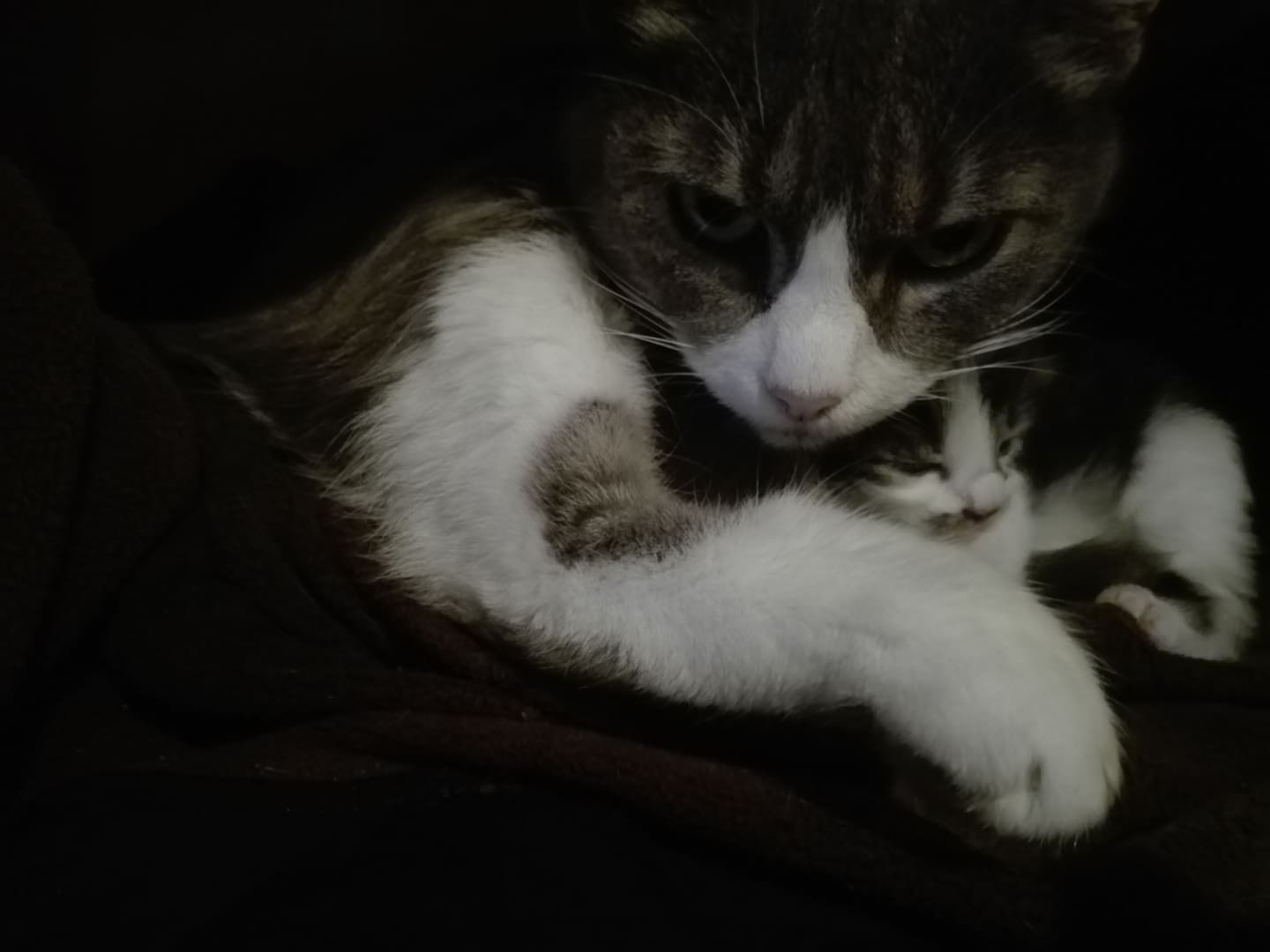 Meet Nugget and her mother | Scrolller