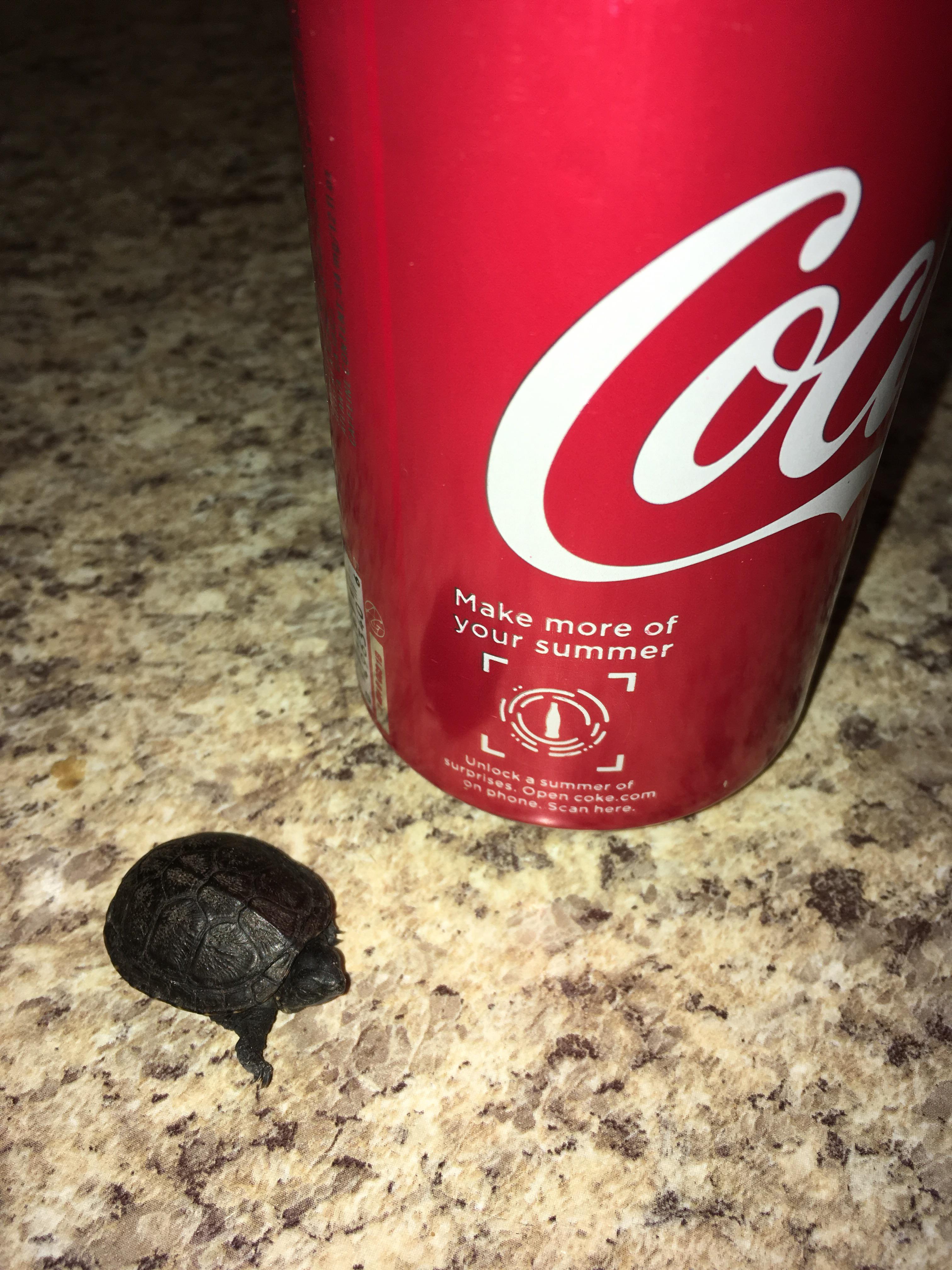 Meet Ollie | Scrolller