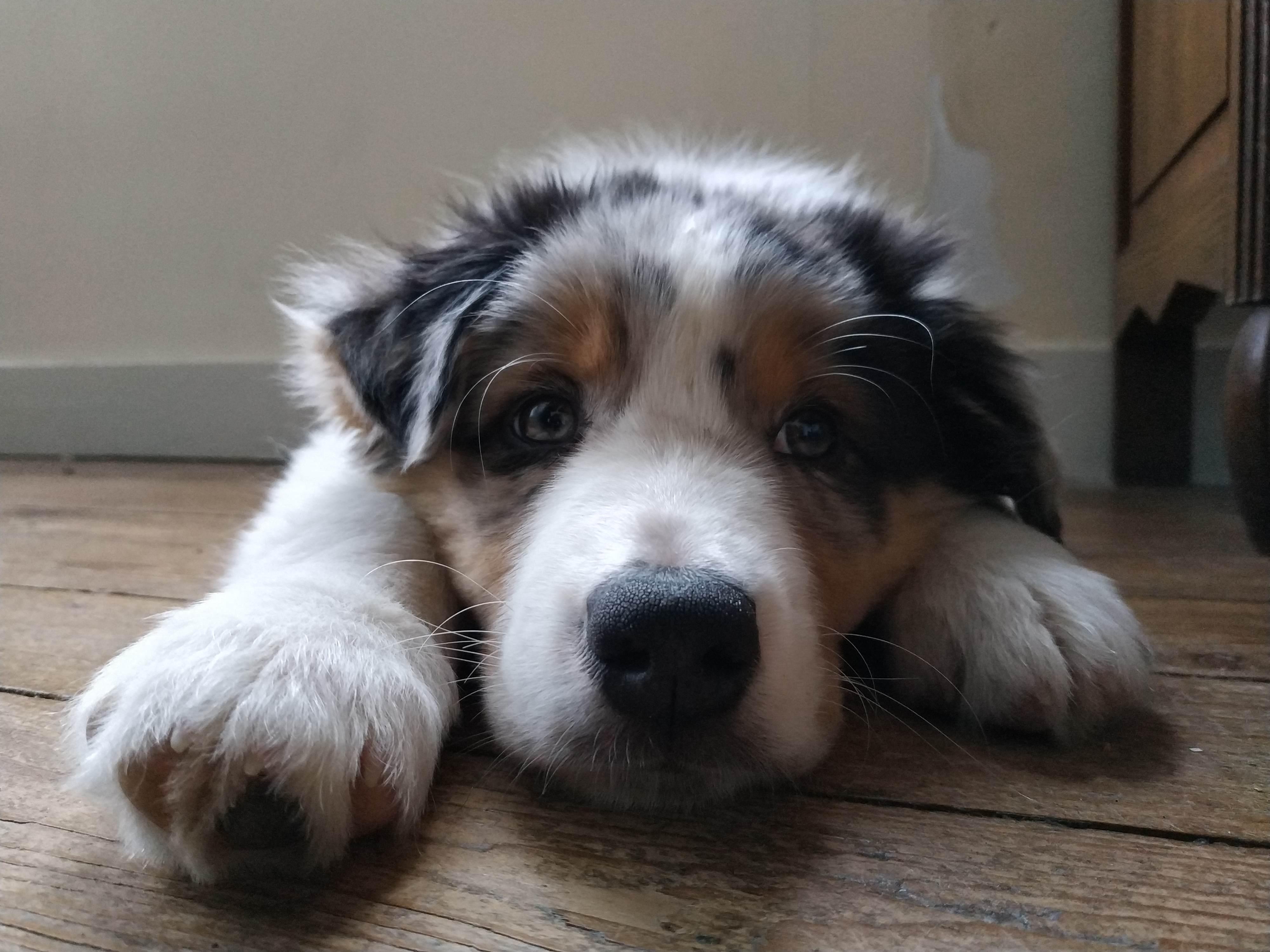 Meet Oreo, our australian Shepard | Scrolller