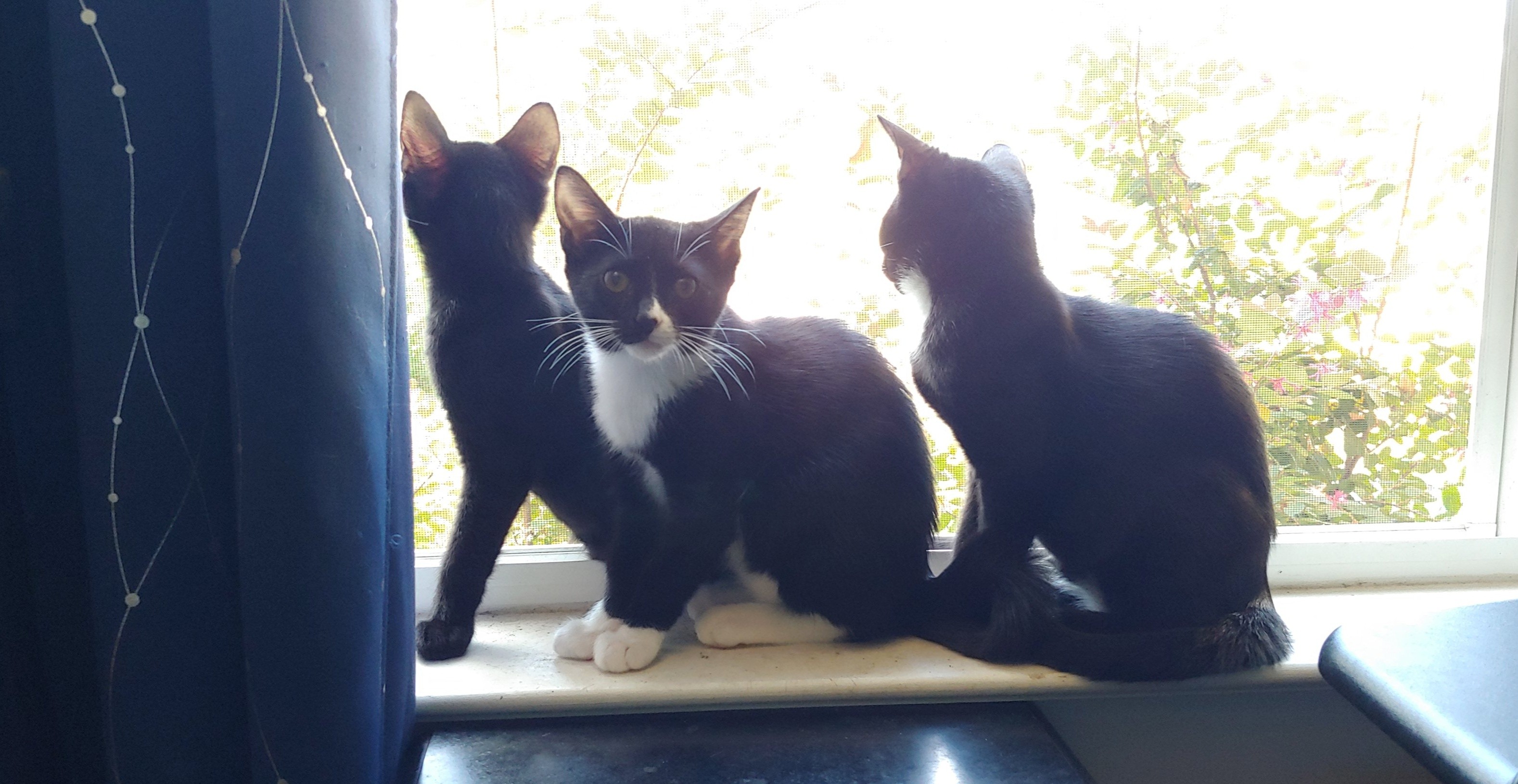 Meet our foster cheese kittens (Feta, Brie, and Asiago) | Scrolller