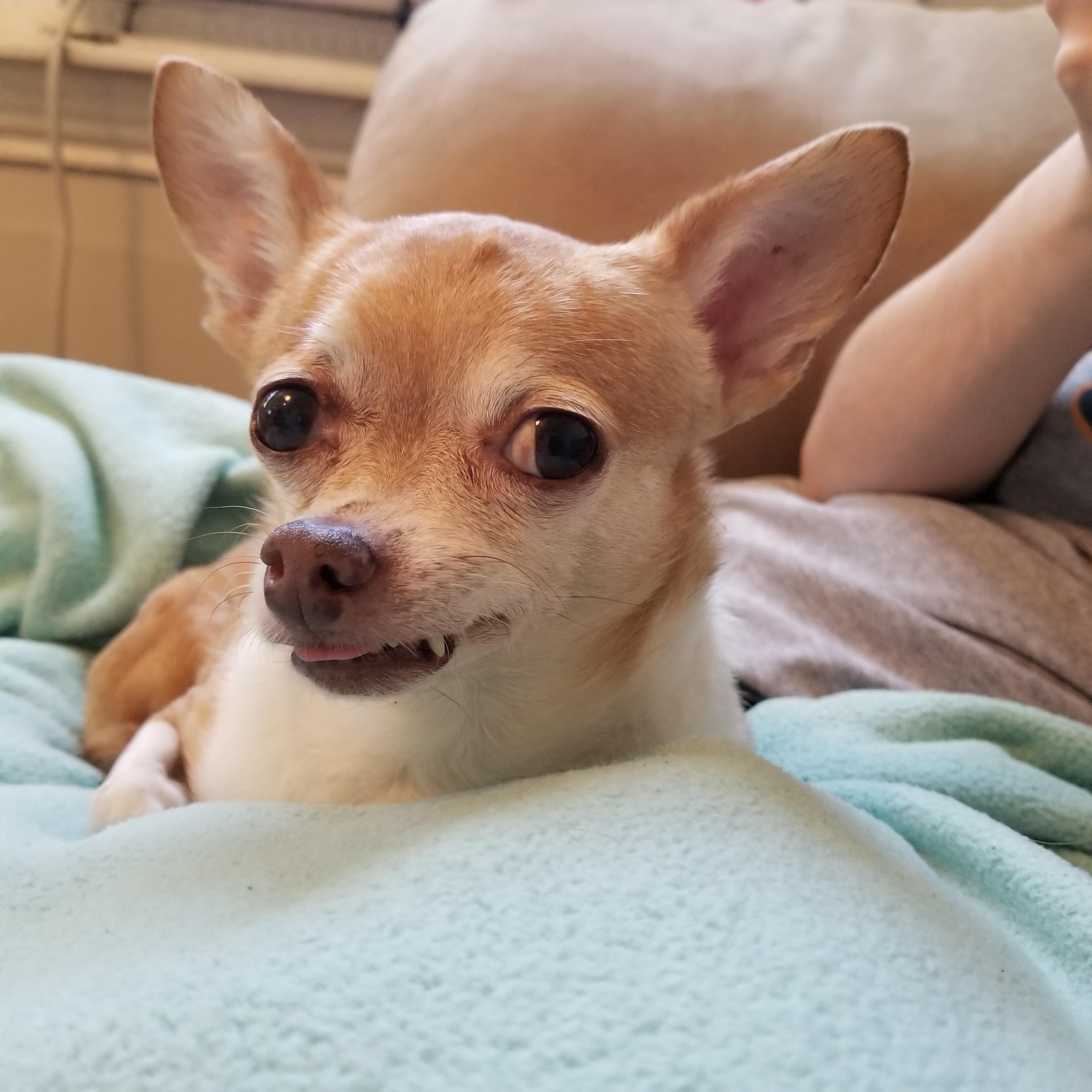 Meet Peanut the doofus who ate 3 chocolate laxatives off my nightstand. It's going be a crap day ...