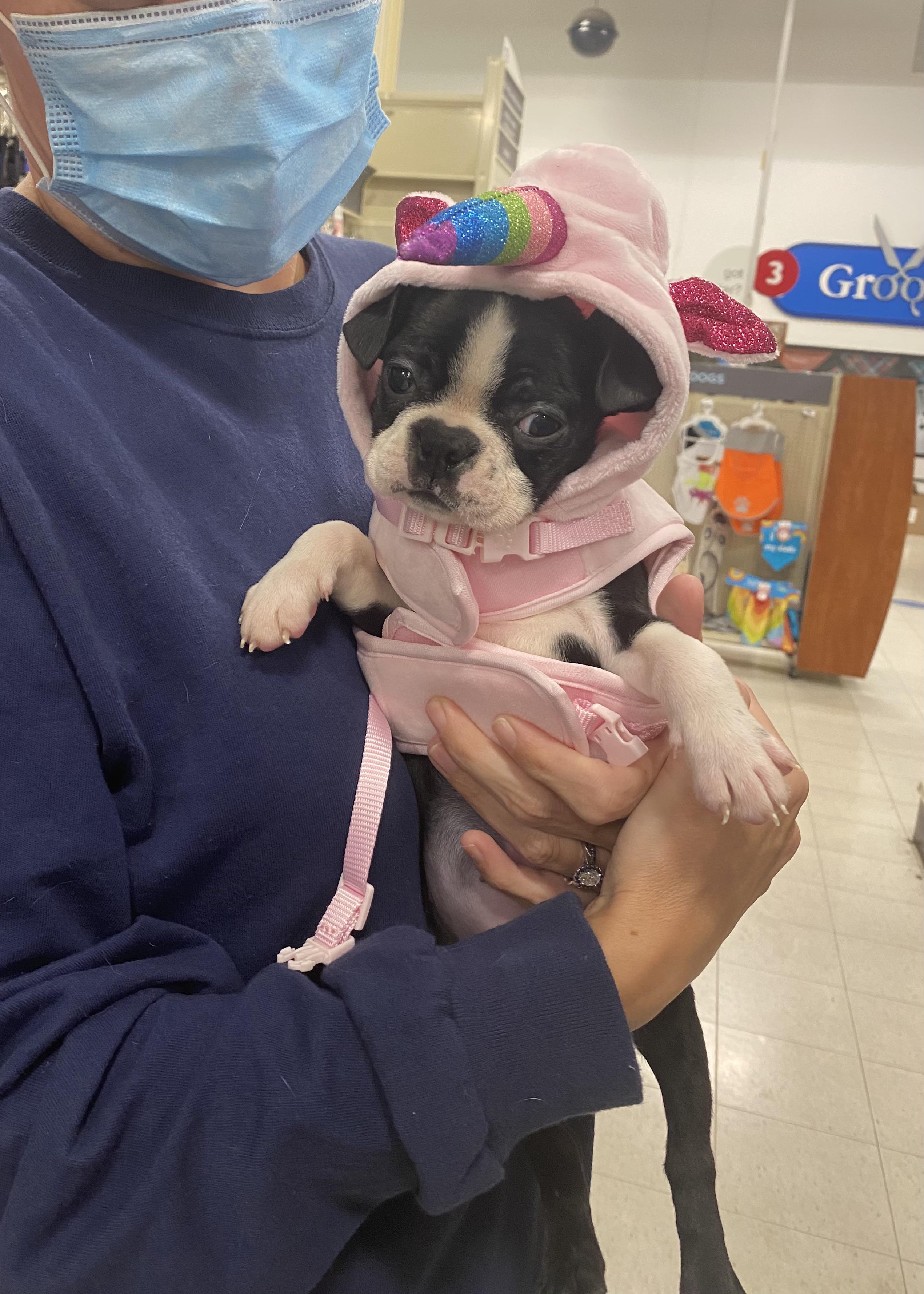 Meet Pepper | Scrolller