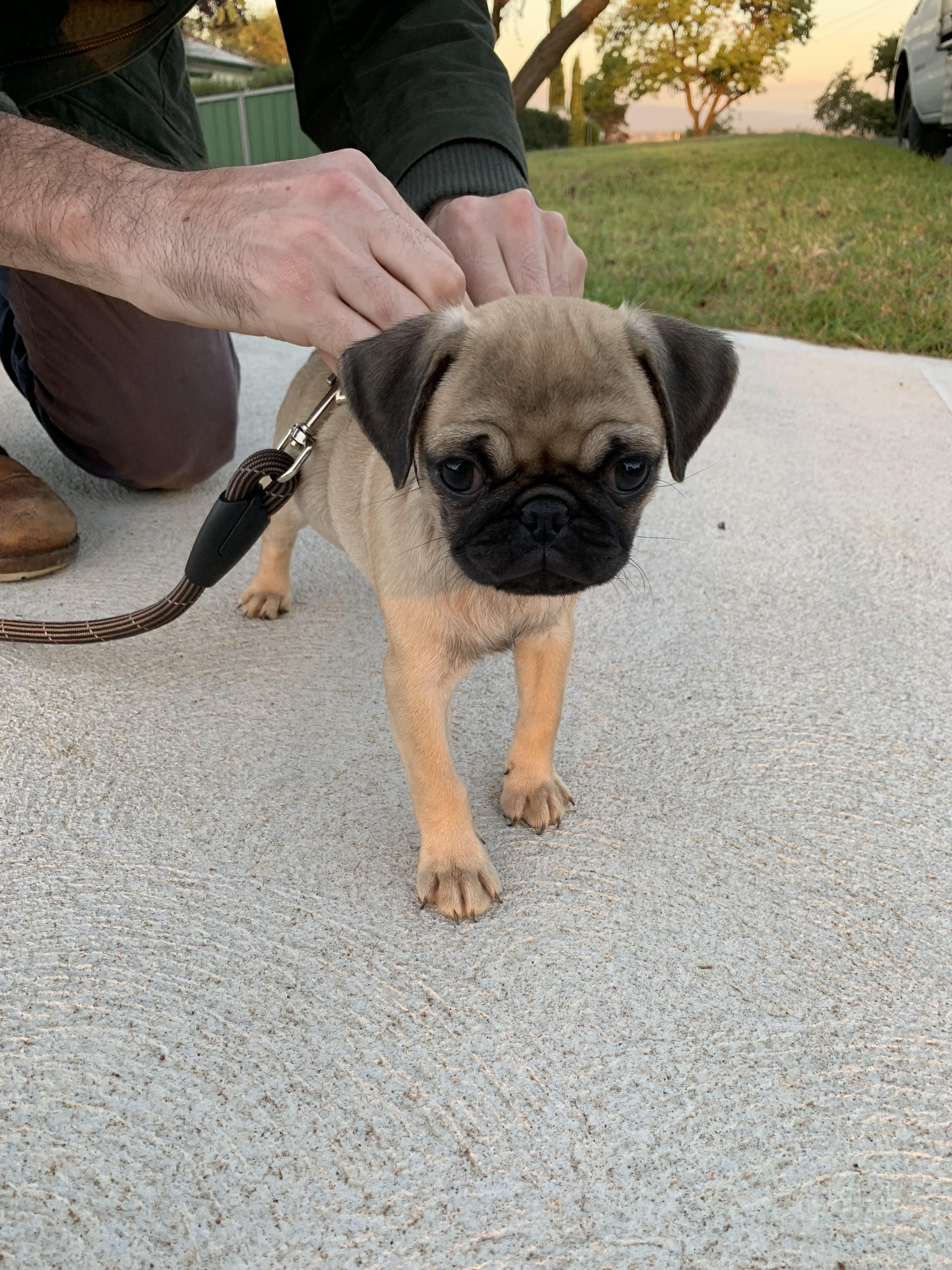 Meet Pickles, she’s a very good girl | Scrolller