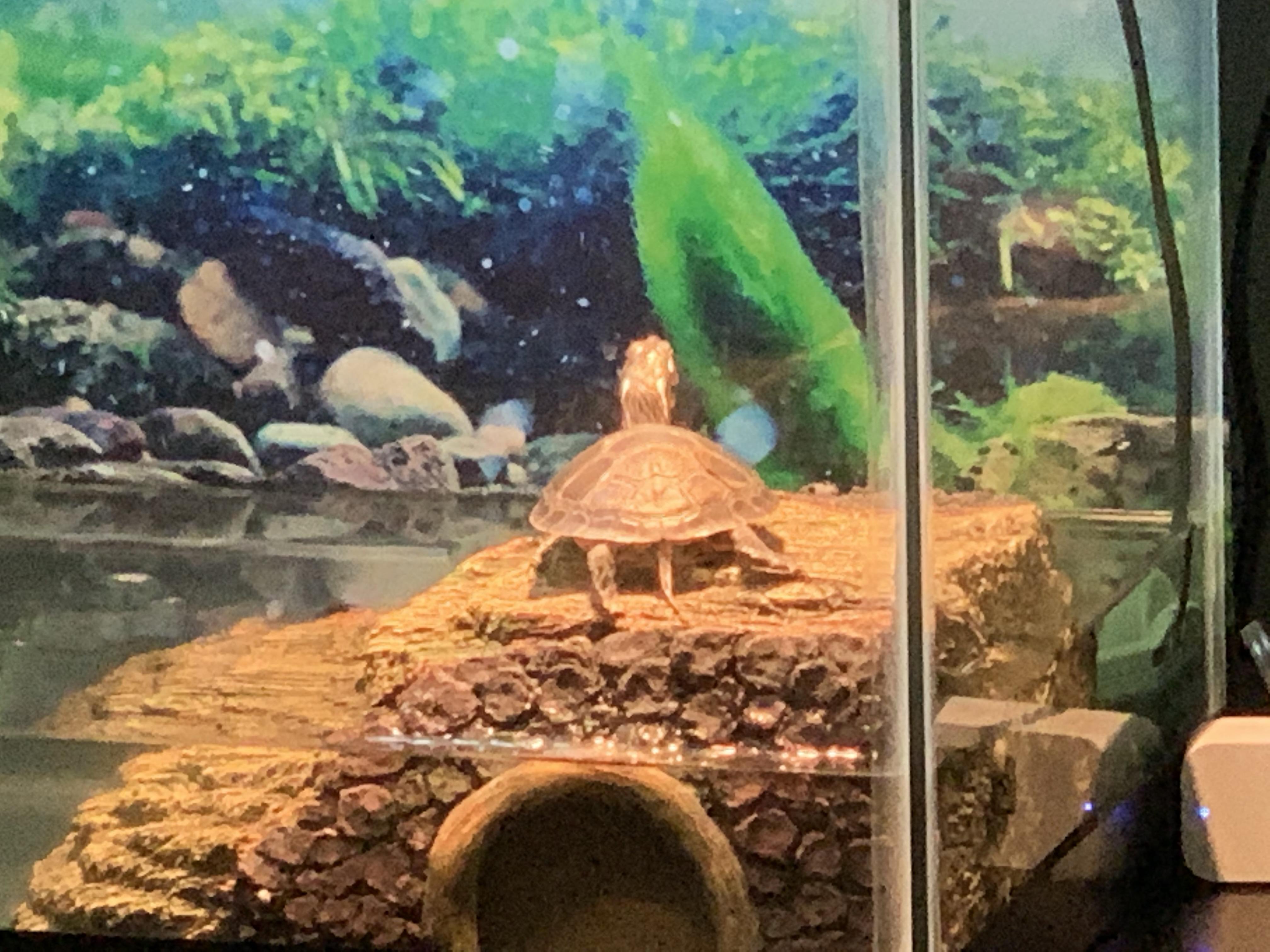 Meet Puddles the Painted turtle! | Scrolller