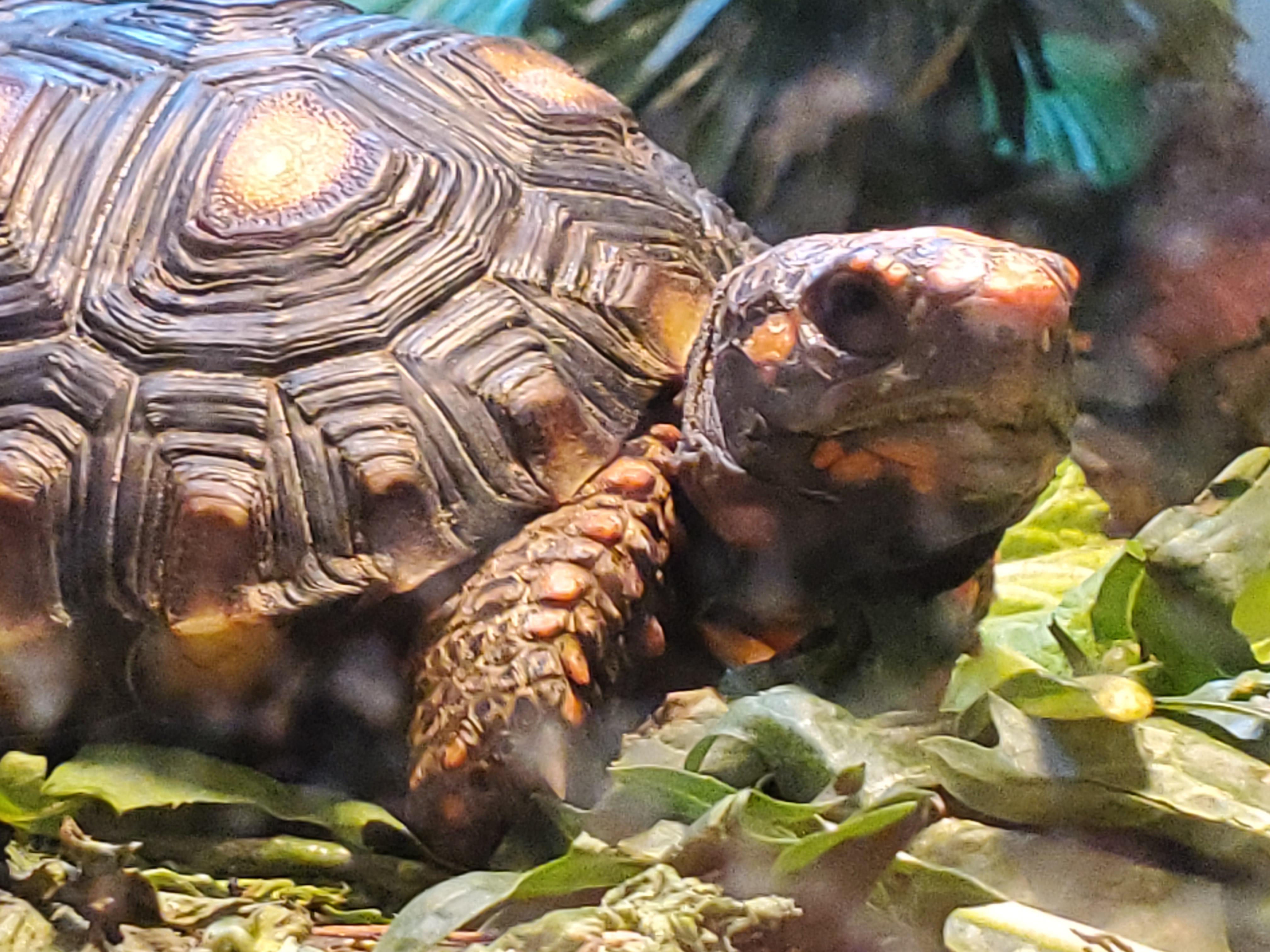 Meet "Rapha"ella. Its a female Red Foot m'Tortoise. | Scrolller