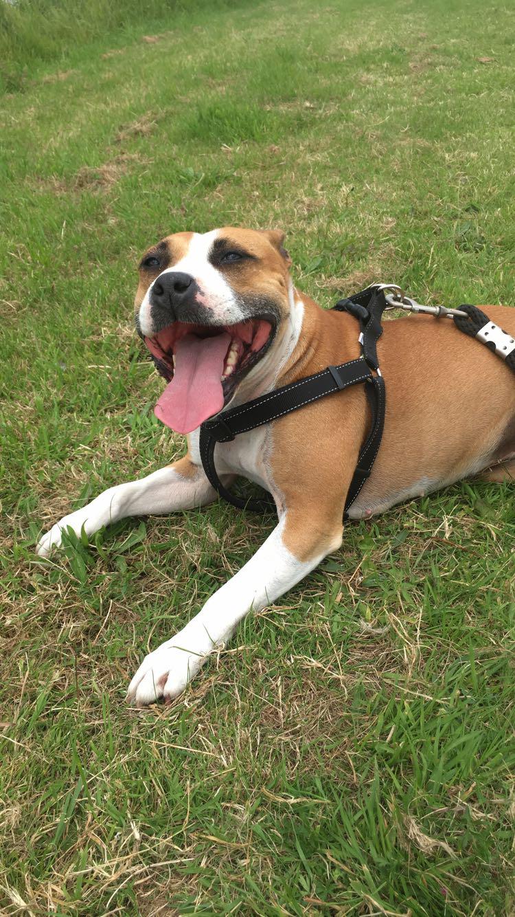 Meet Ruby (2F) (Staffie) | Scrolller