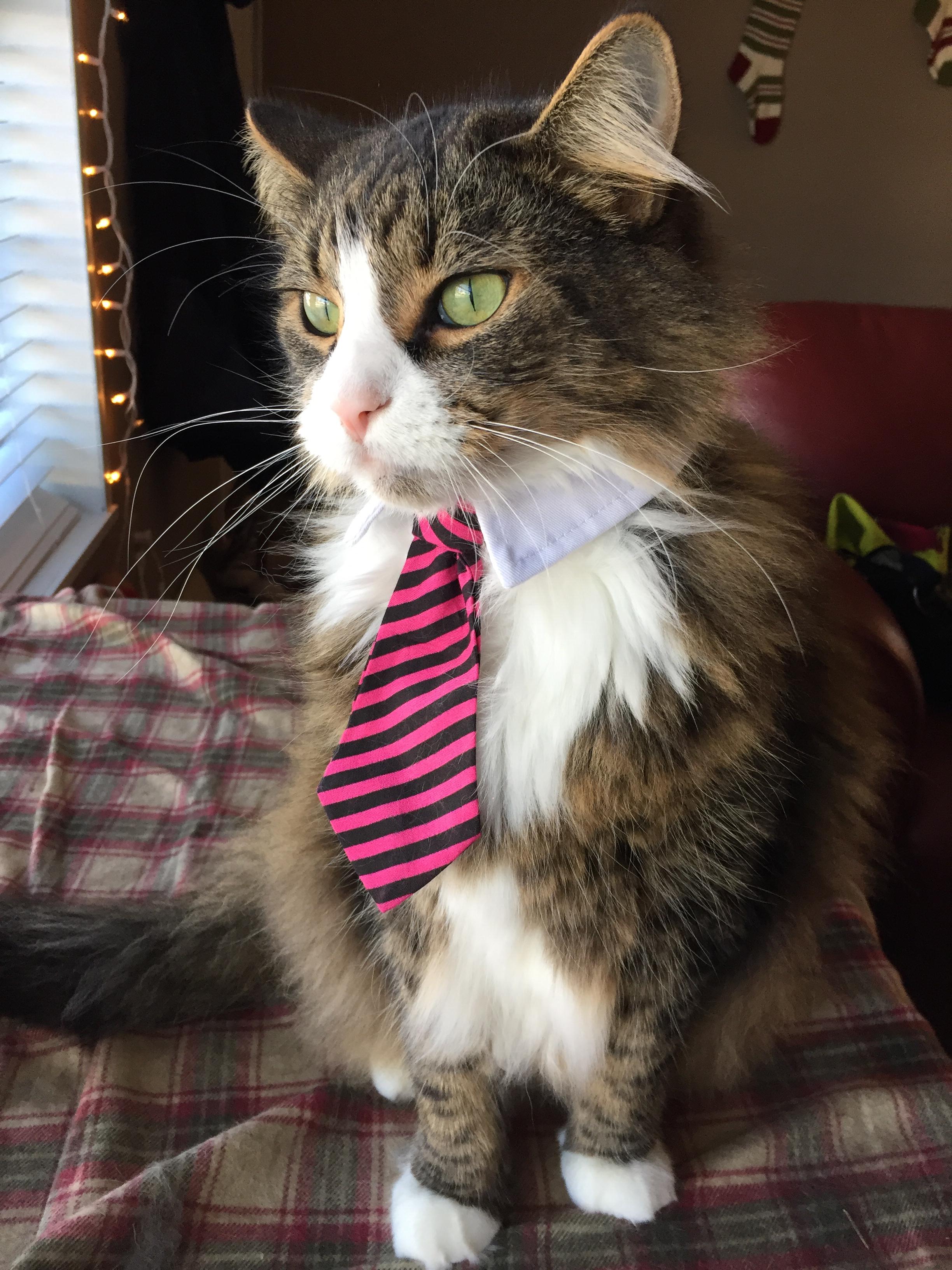 Meet Sully #dapperkitty | Scrolller