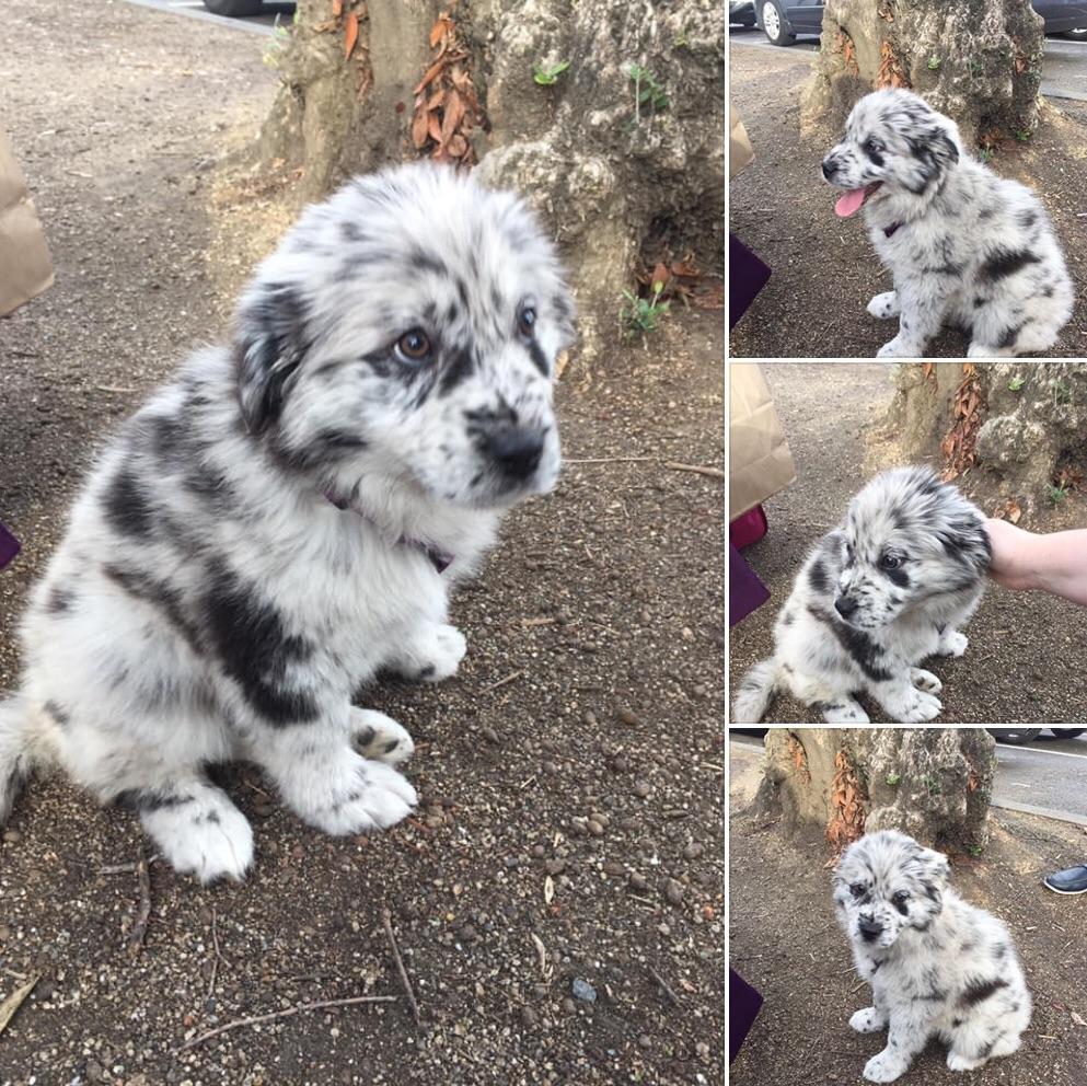 Meet this Oreo cloud | Scrolller