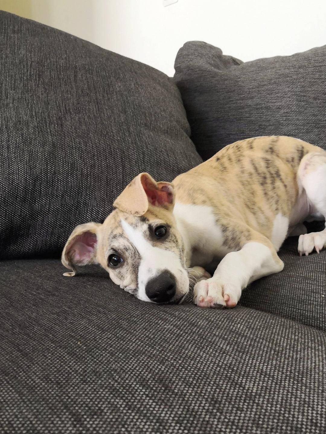 Meet Thor, our first (but not last) whippet | Scrolller