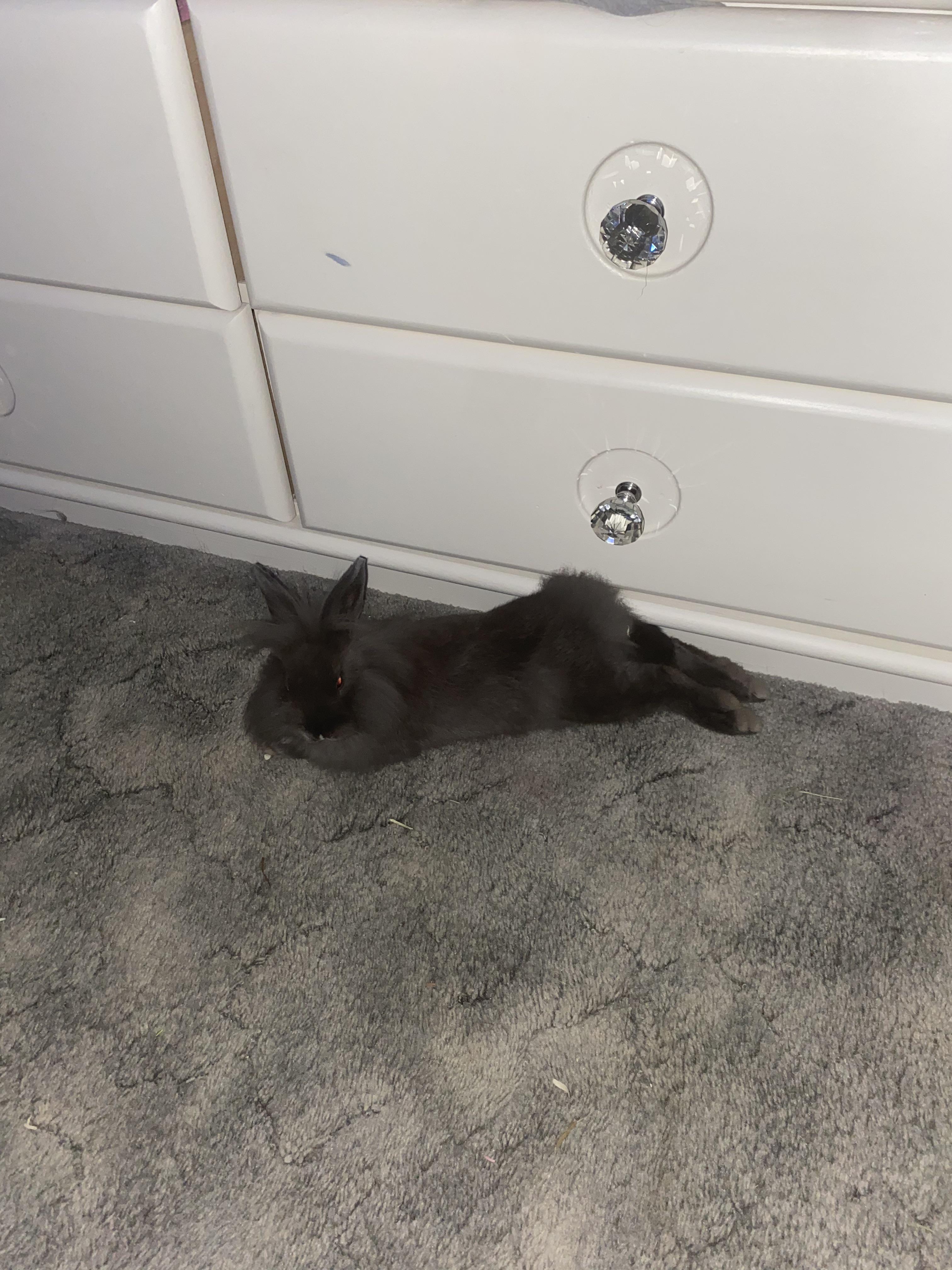 Meet Thumper :-) | Scrolller