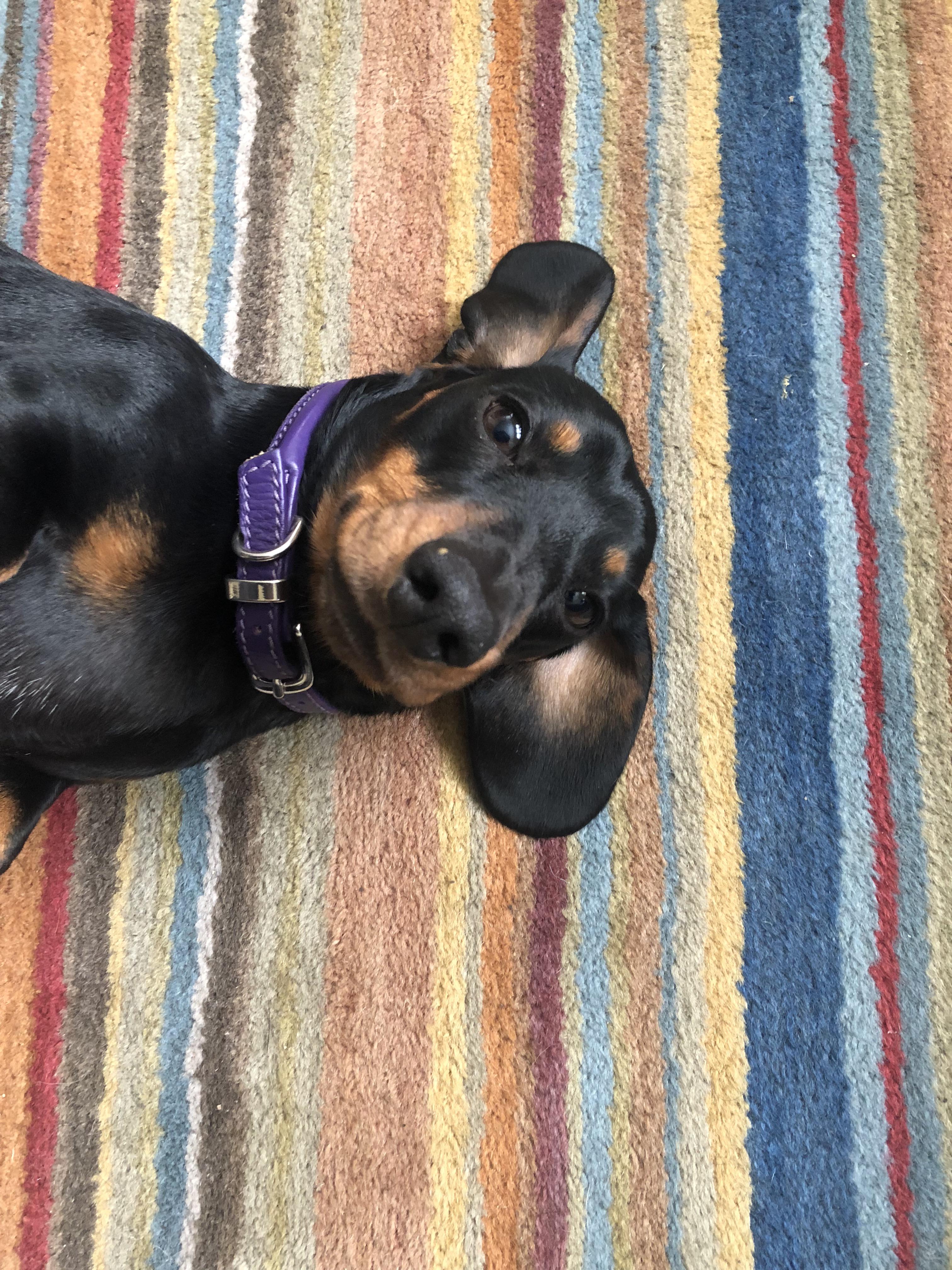 Meet tiny tim | Scrolller