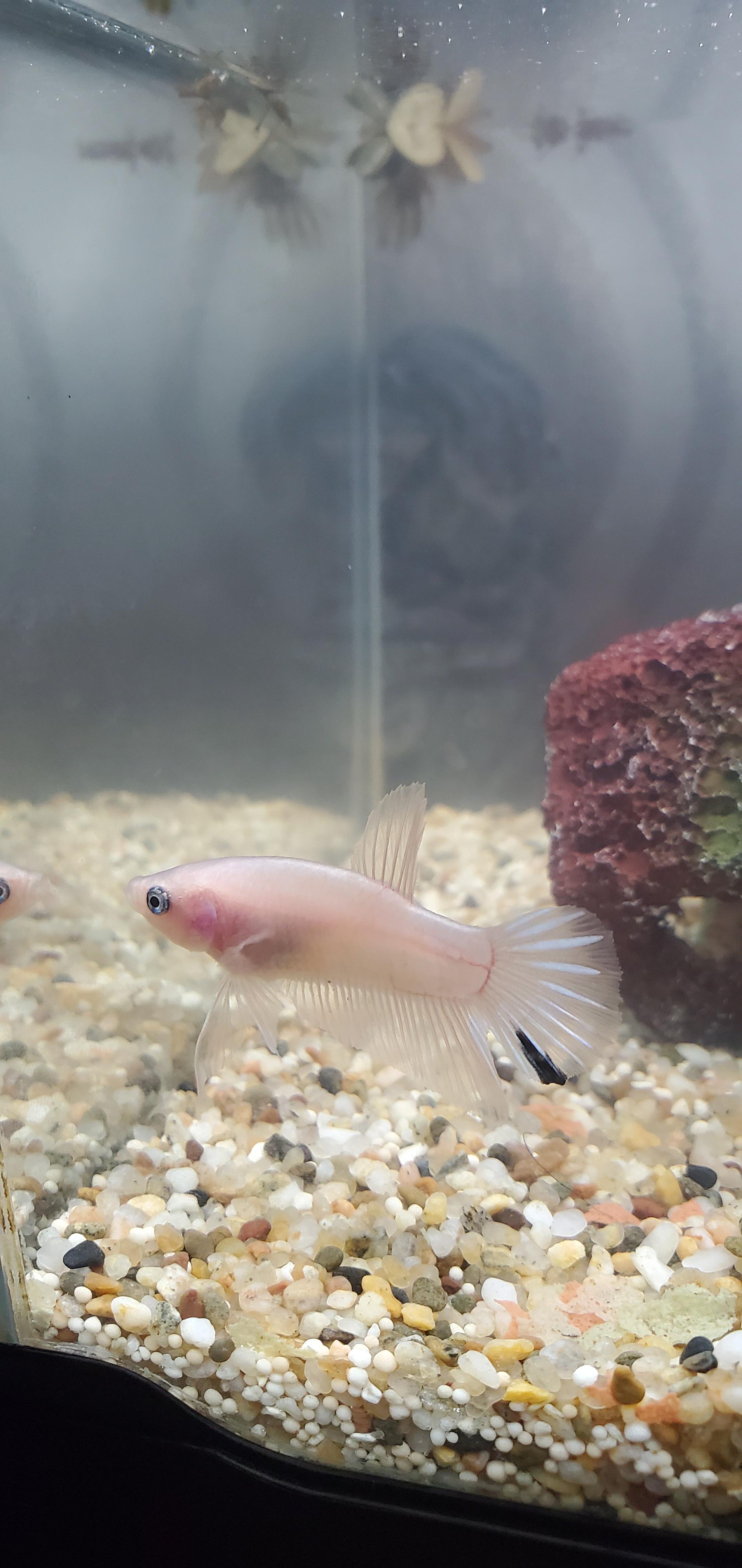 Meet Troy my cellophane betta | Scrolller