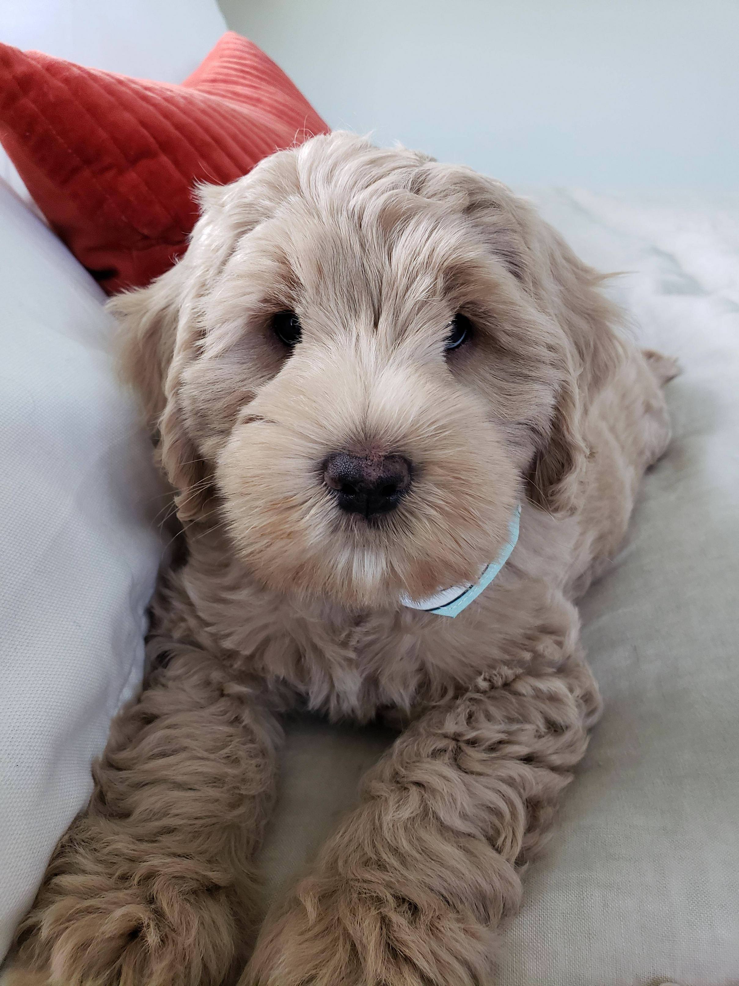 Meet Whittaker. Teddy Bear or Pupper? | Scrolller