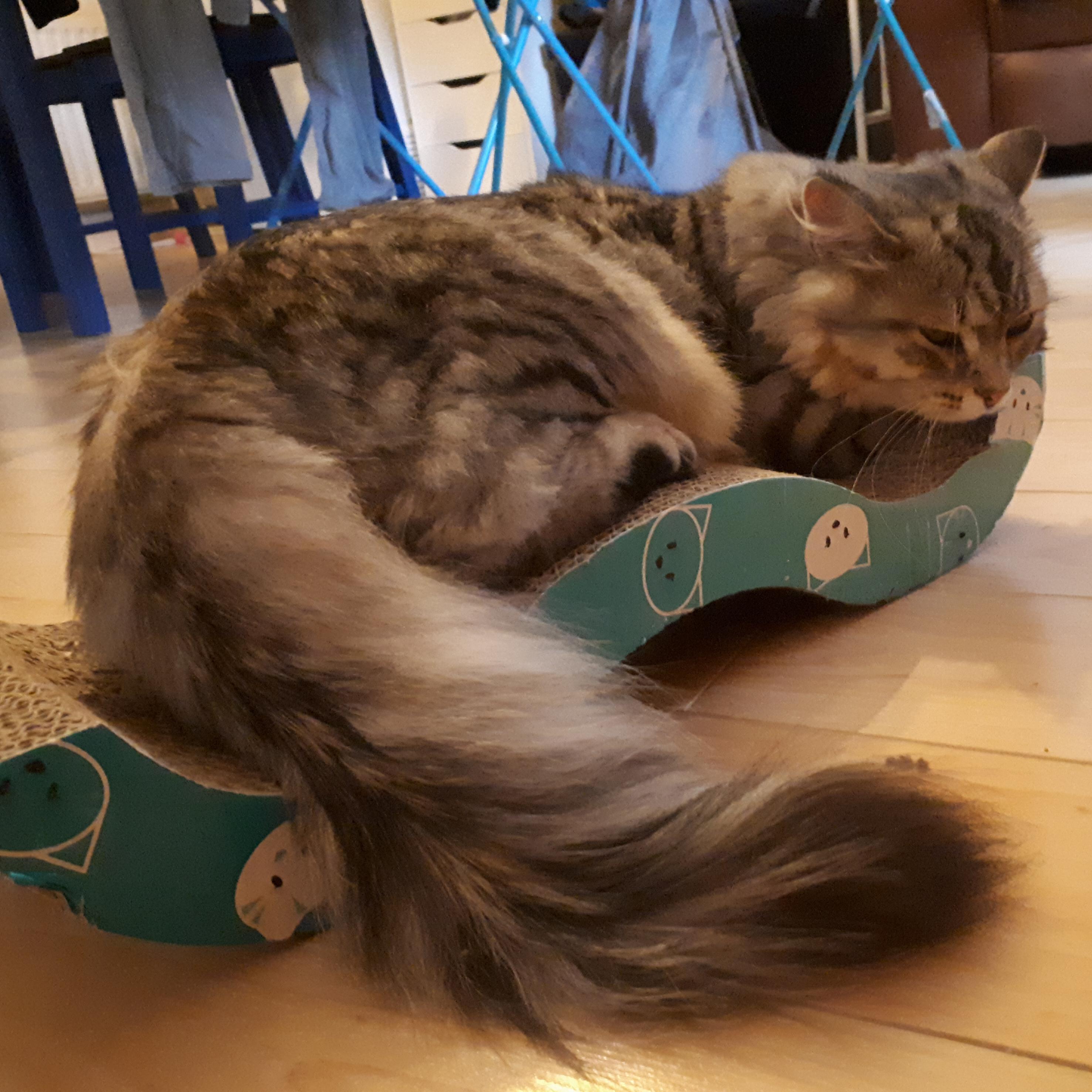Mega floof | Scrolller