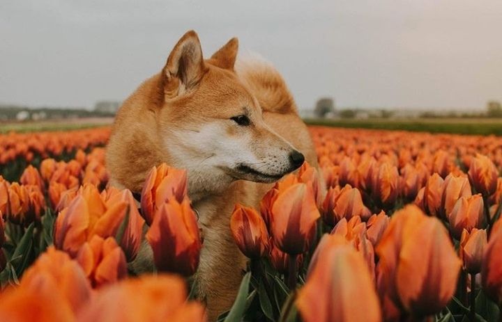 Merge with tulips | Scrolller