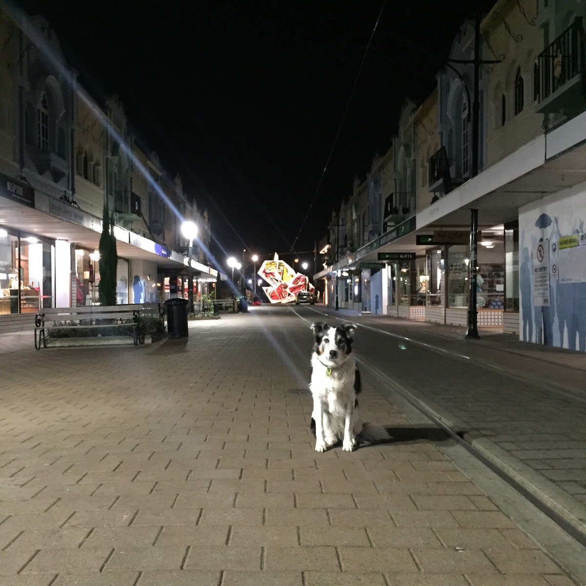 Merhts looking regal on our midnight stroll. | Scrolller