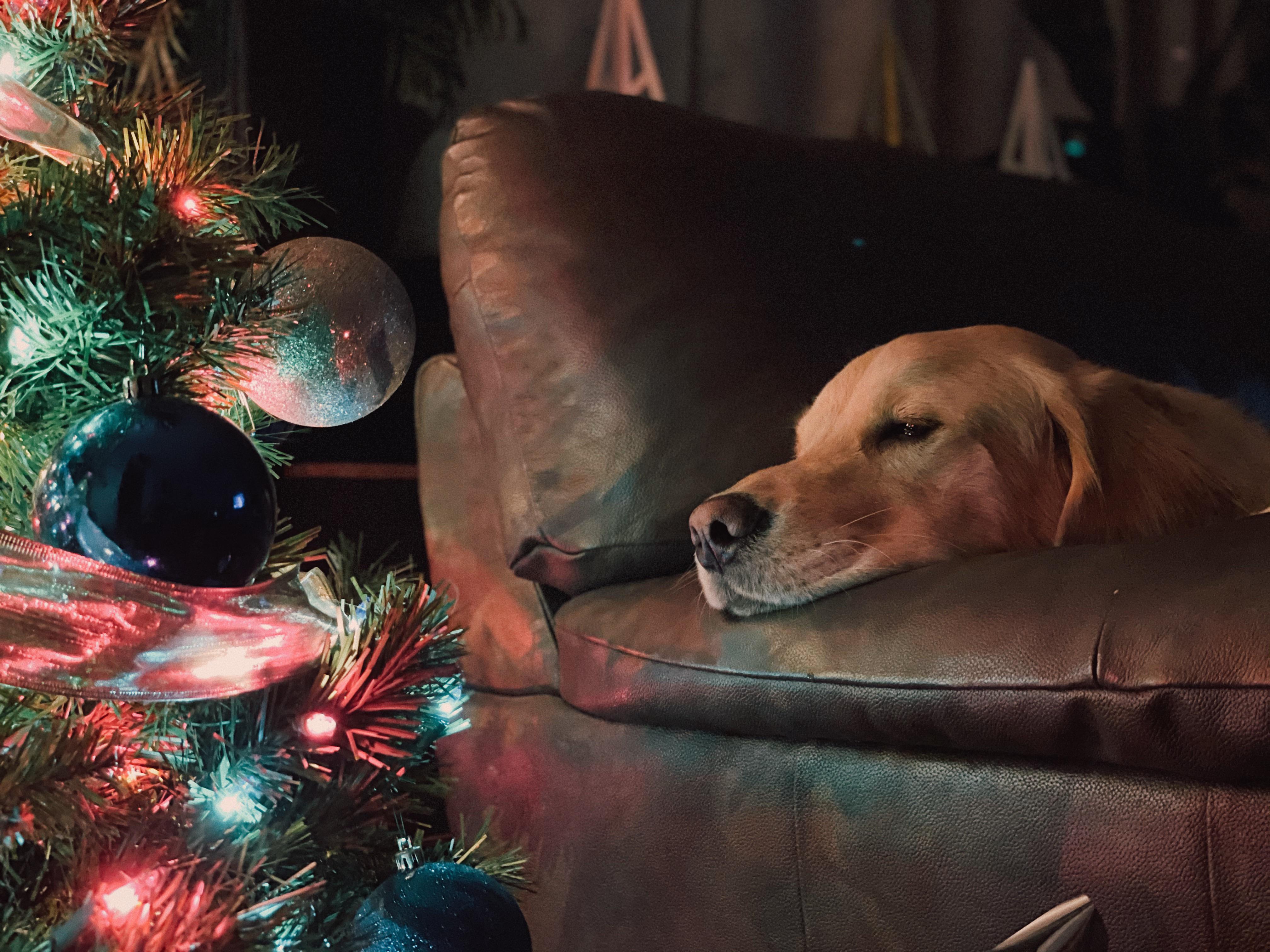 Merry Christmas from sleepy Ollie! | Scrolller