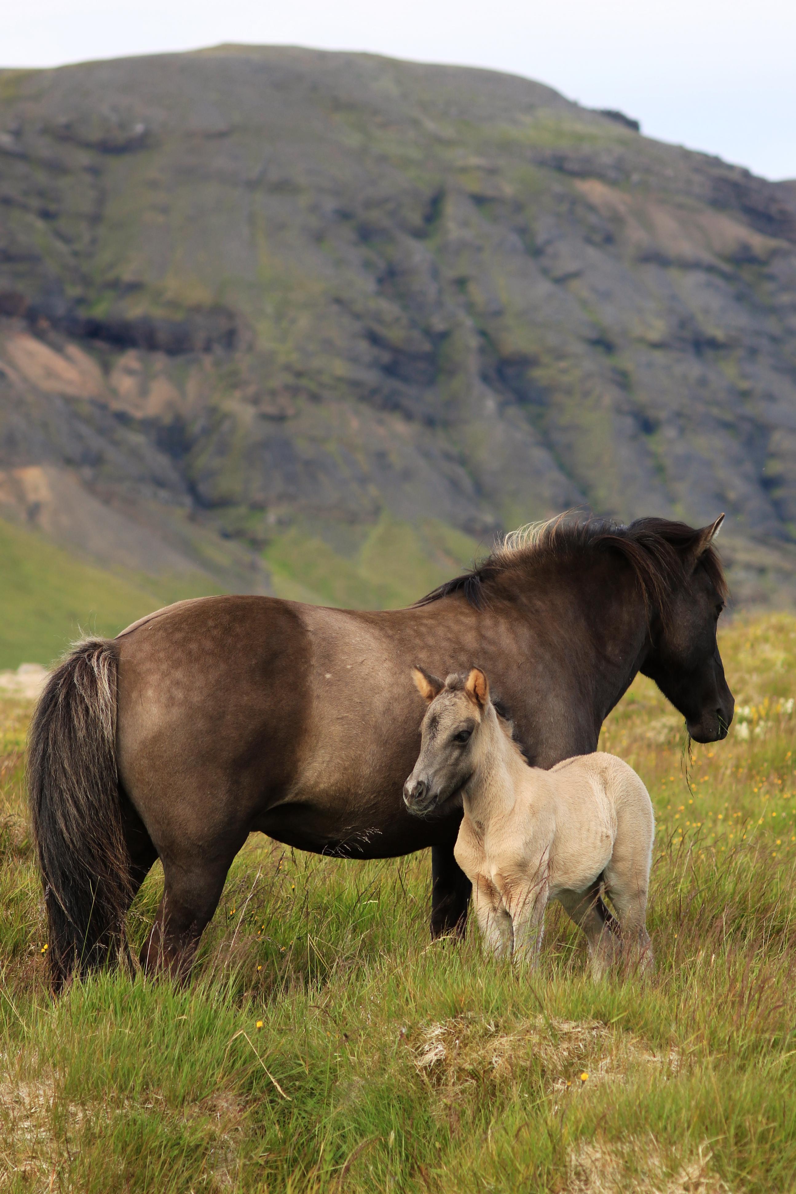 Met this little one today. 4 days old, icelandic! | Scrolller