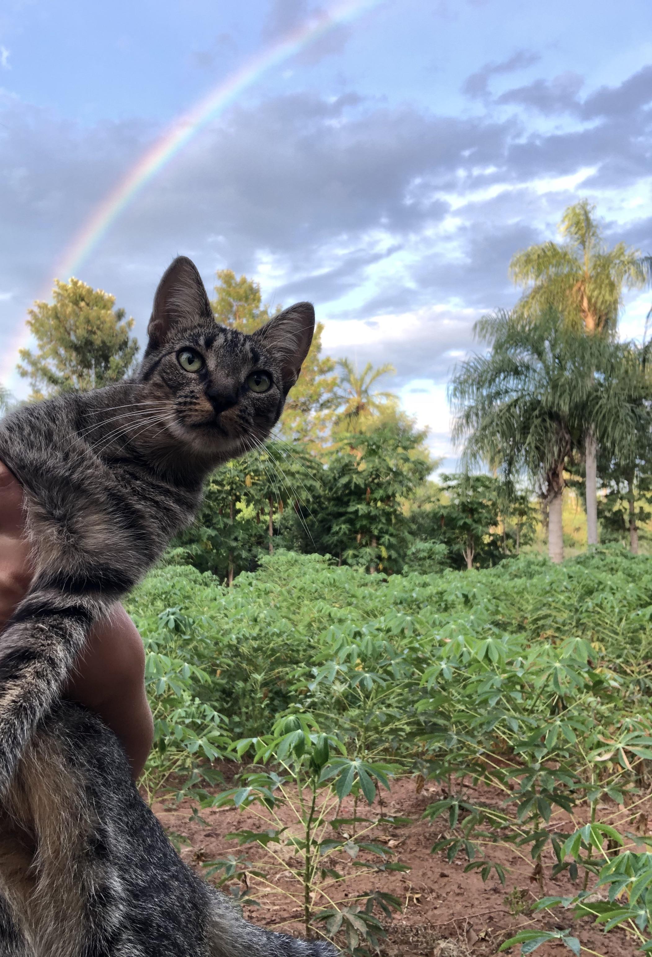 Mi gato... más paraguayo que la mandioca | Scrolller